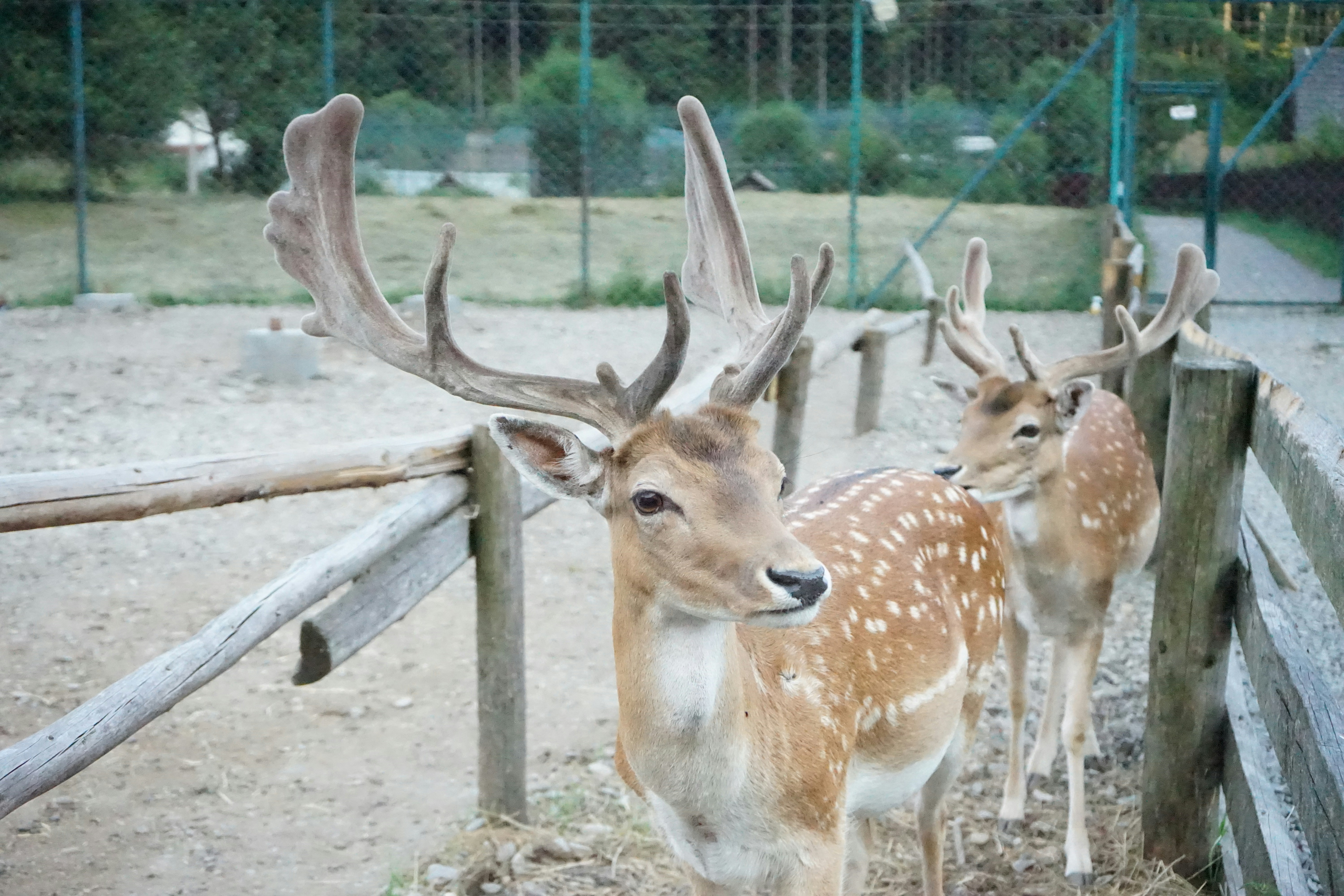 Antlered Sentinel at the Fence: Deer in a Quiet Pen