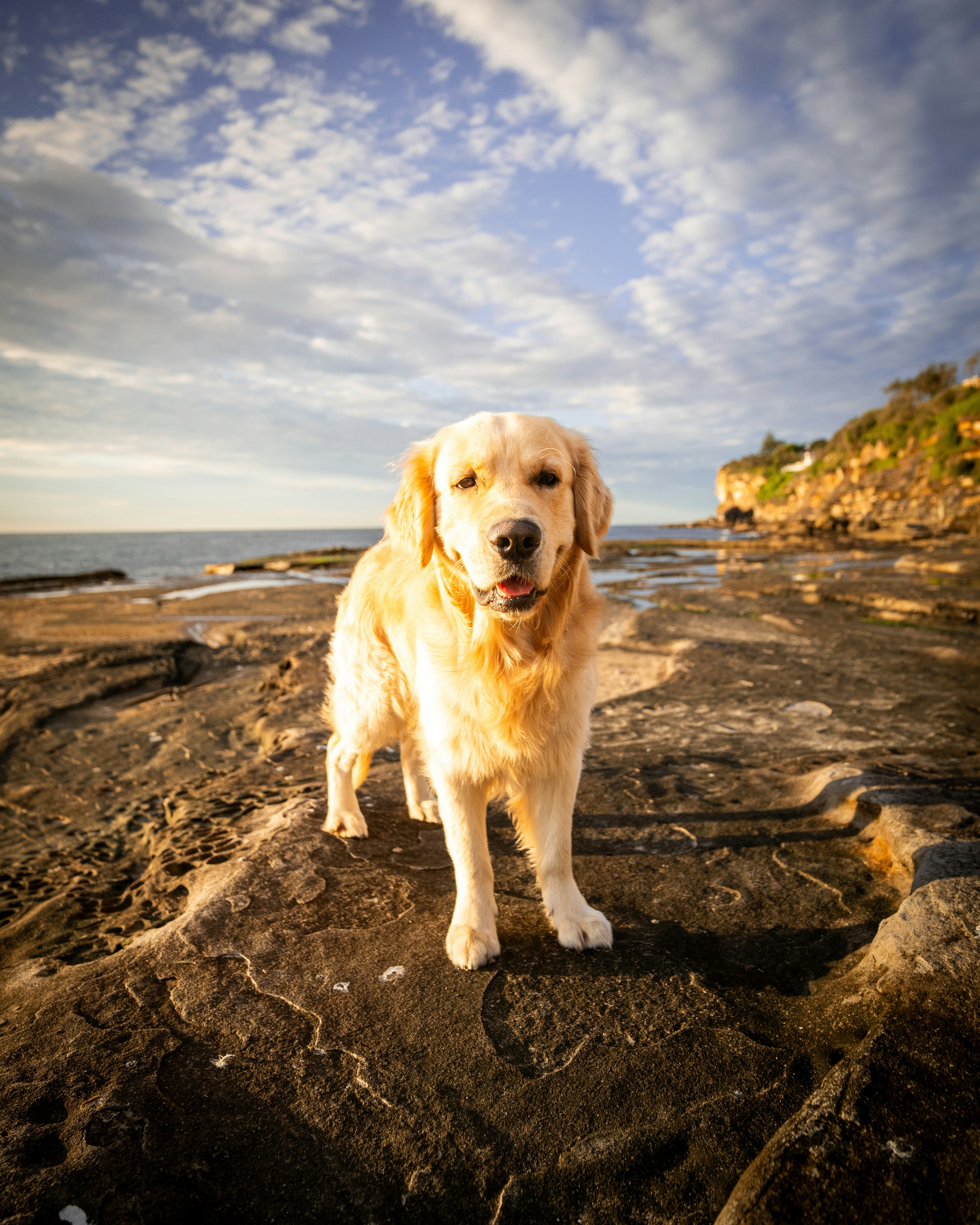 One handsome Golden in Golden hour!