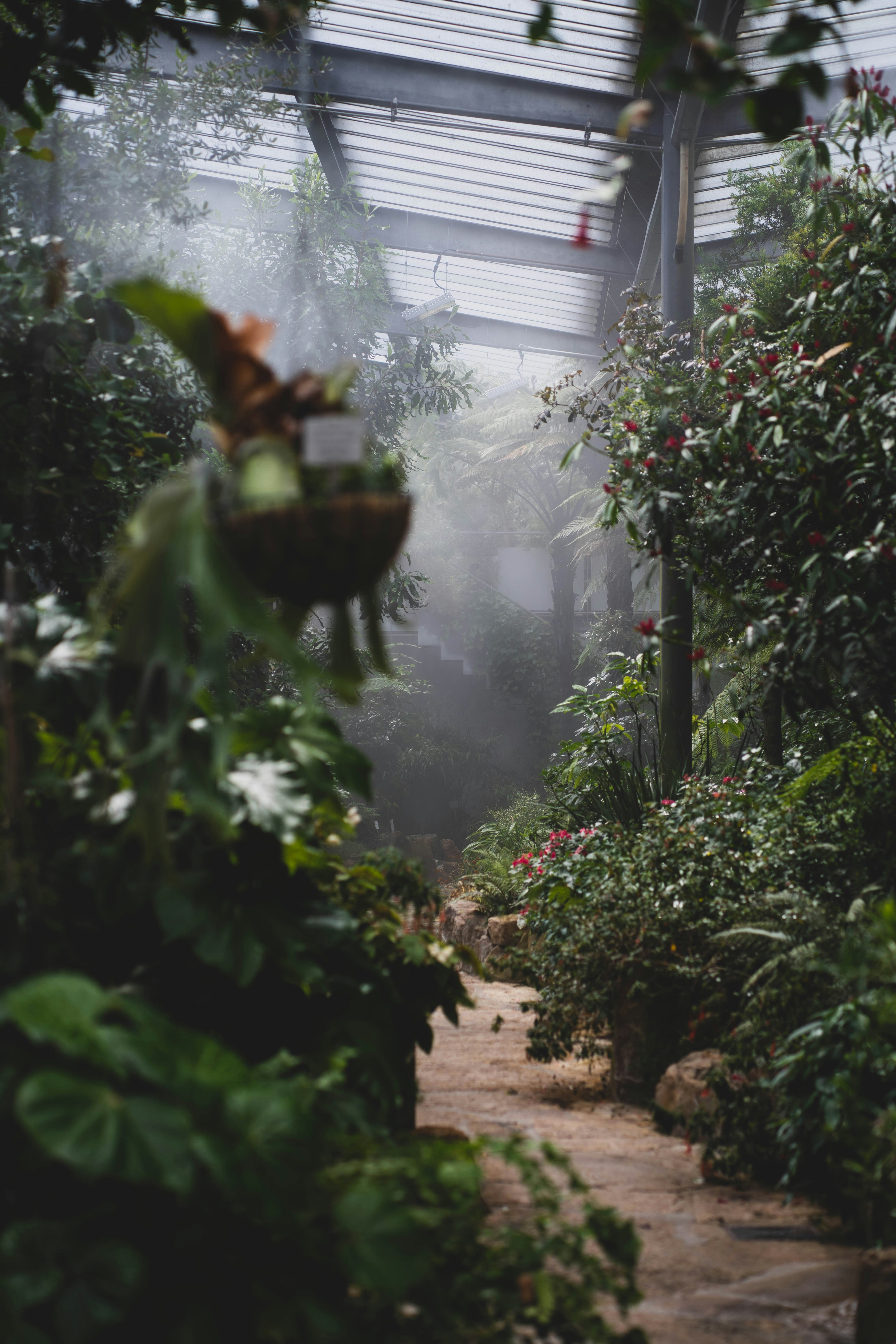 Mist in a Lush Greenhouse Alley
