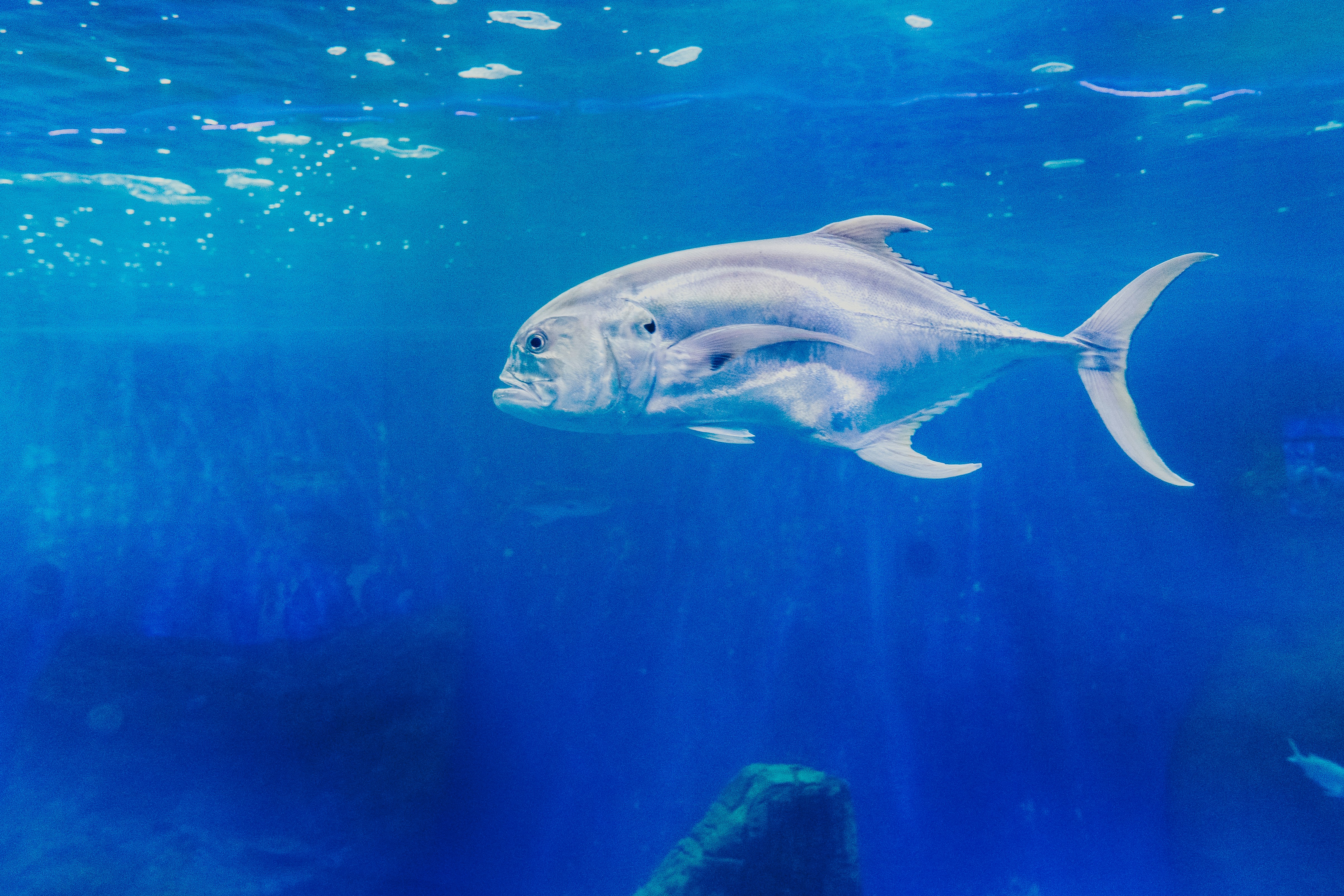 Azure Glide: A Silver Fish in Quiet Ocean Light