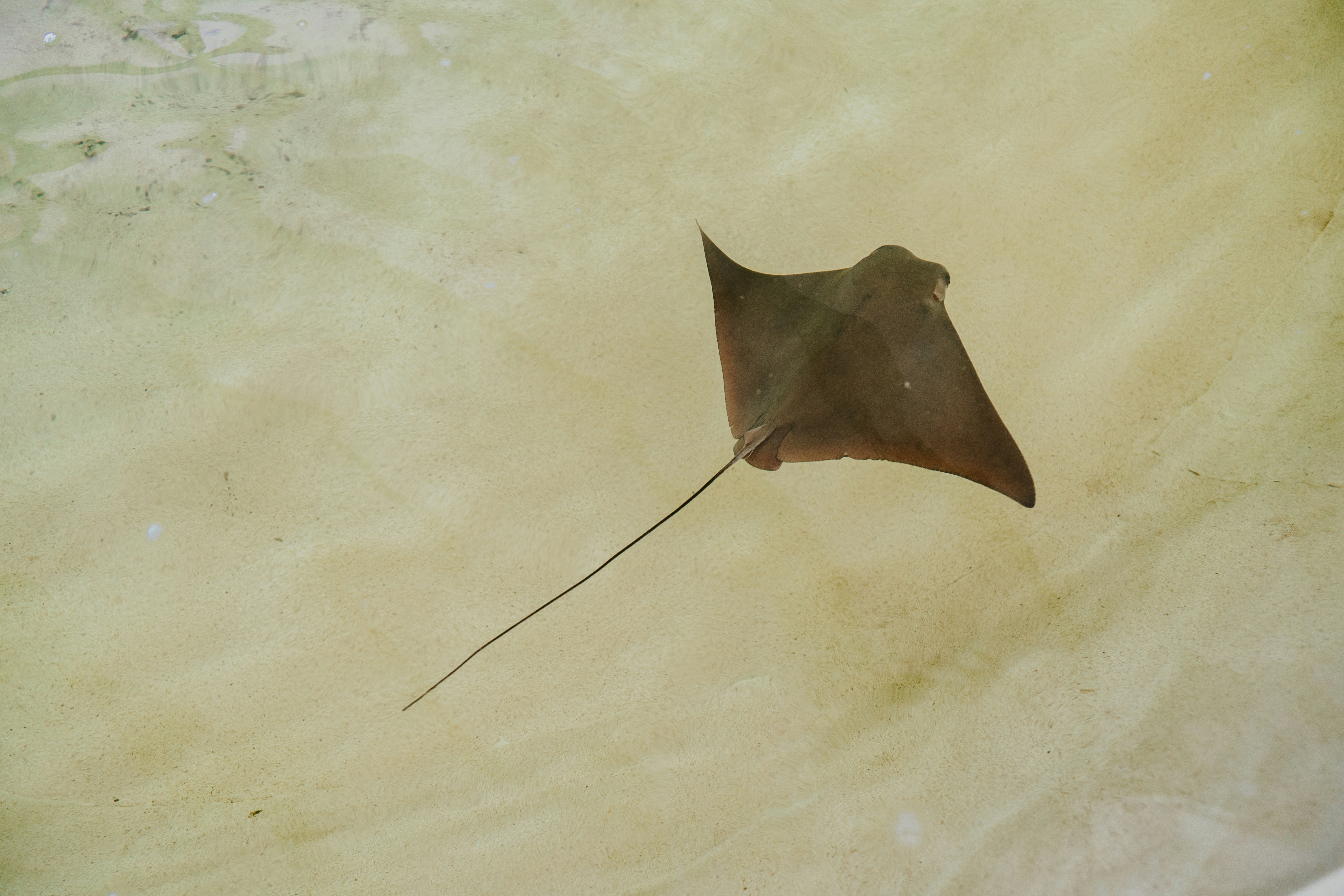 Lone Manta Kite Drifting Across a Deserted Beige Canvas