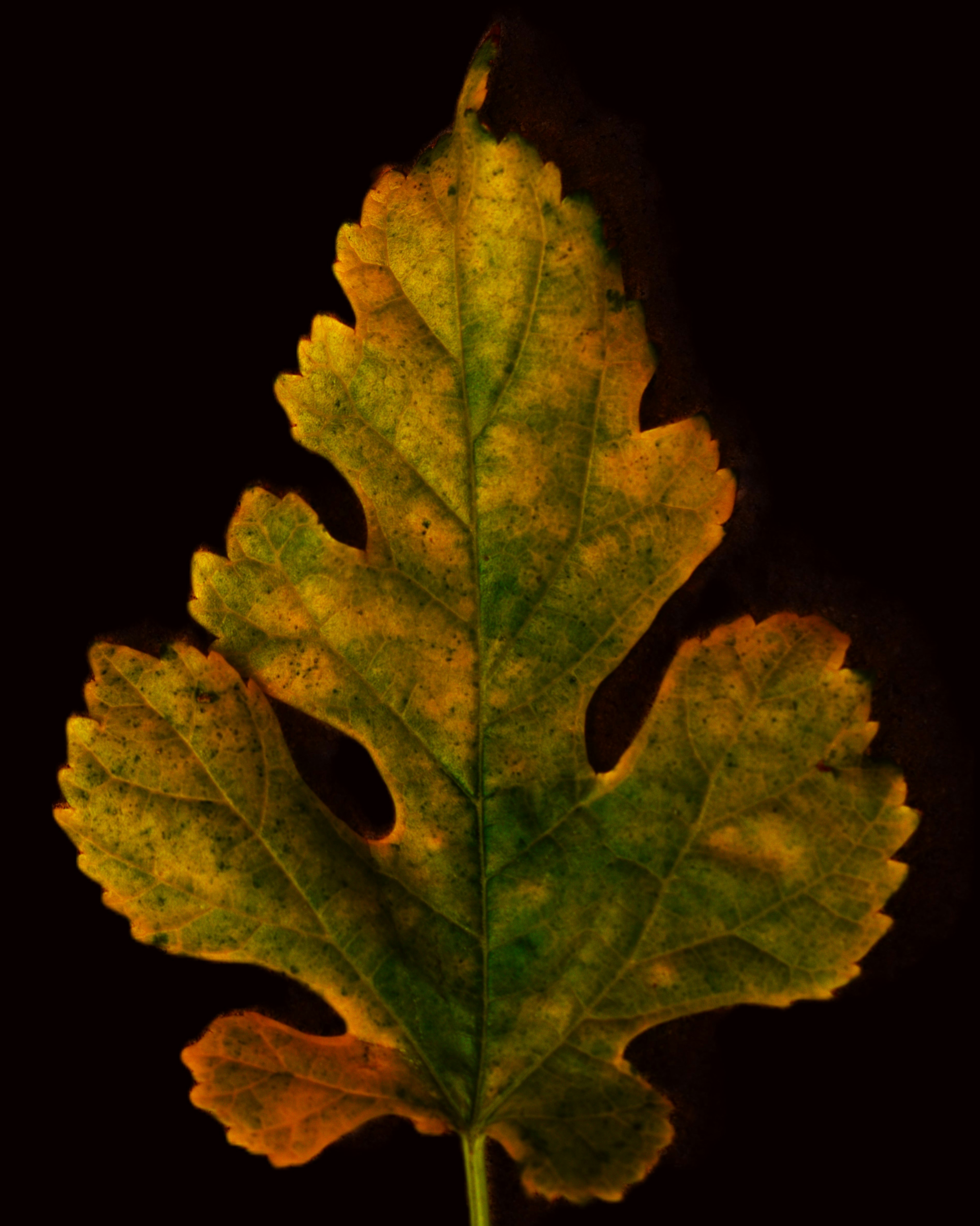 Autumn Leaf in Focus: Central Vein and Color Play