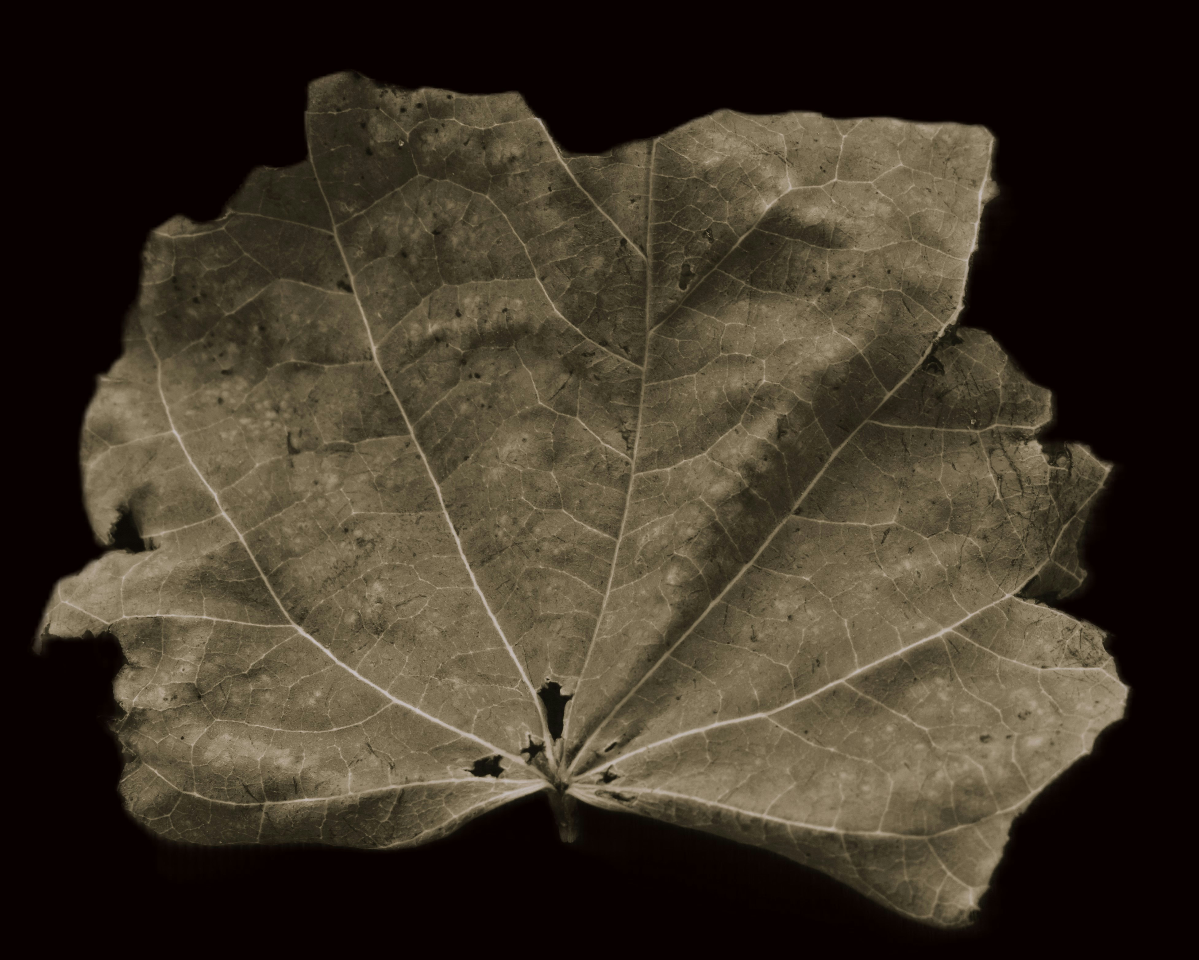 Sepia Veins: a leaf's quiet radiance in shadow