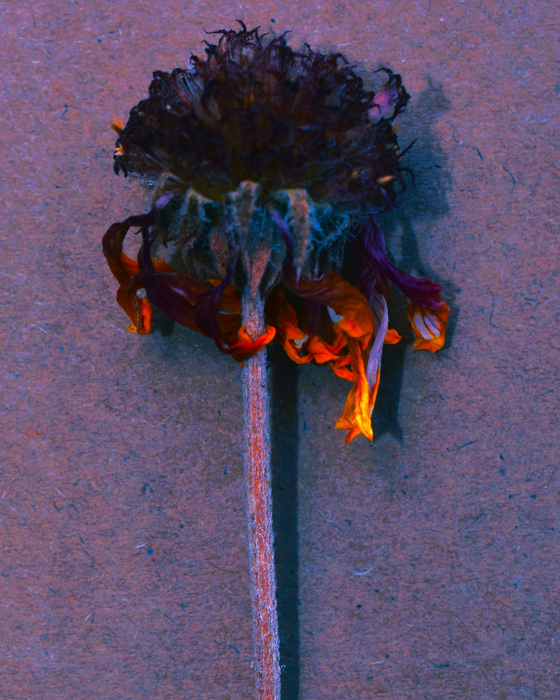 Electric Wilt: a wilted zinnia bathed in cobalt light with orange-edged petals
