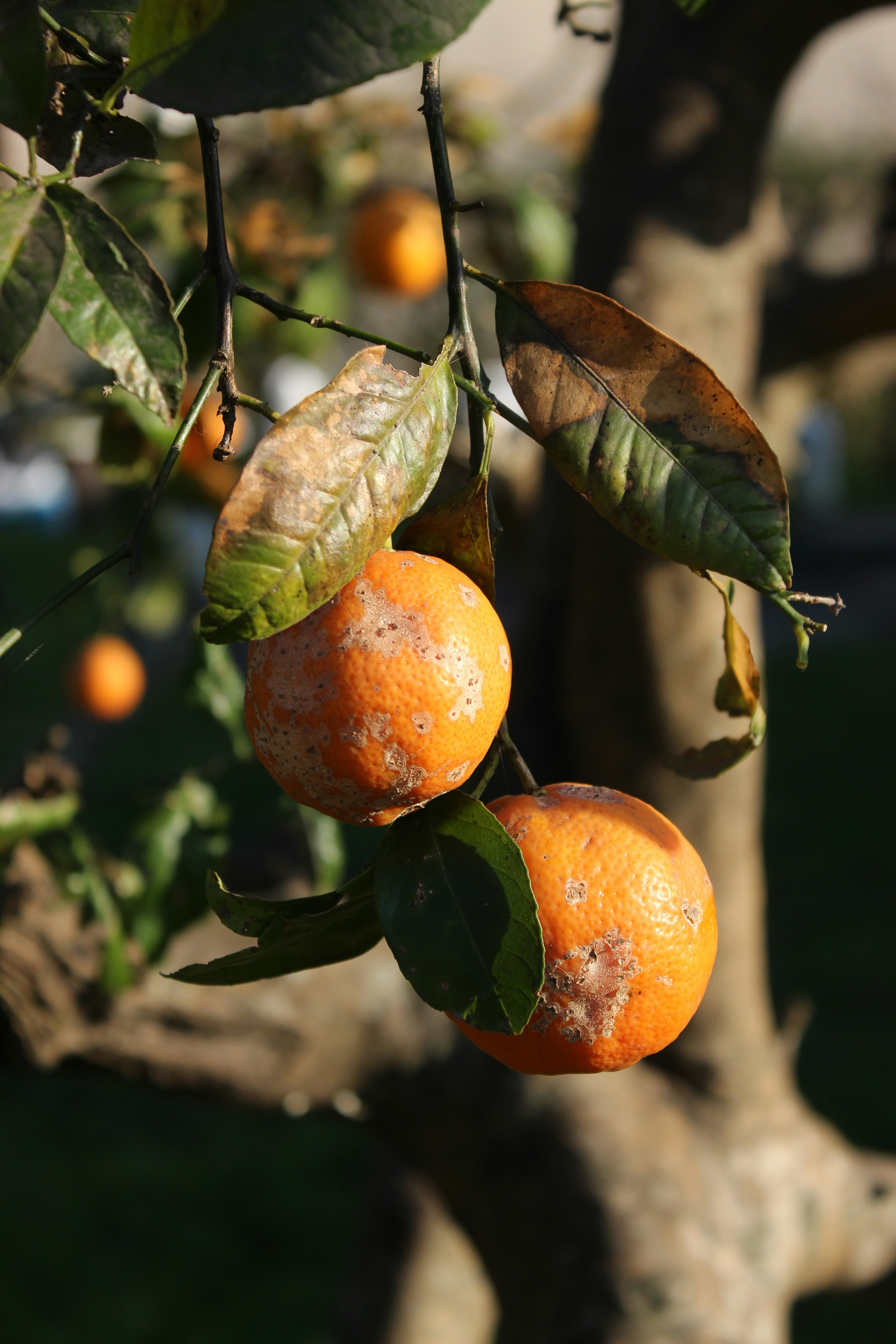 Orange Orchard in late afternoon light
