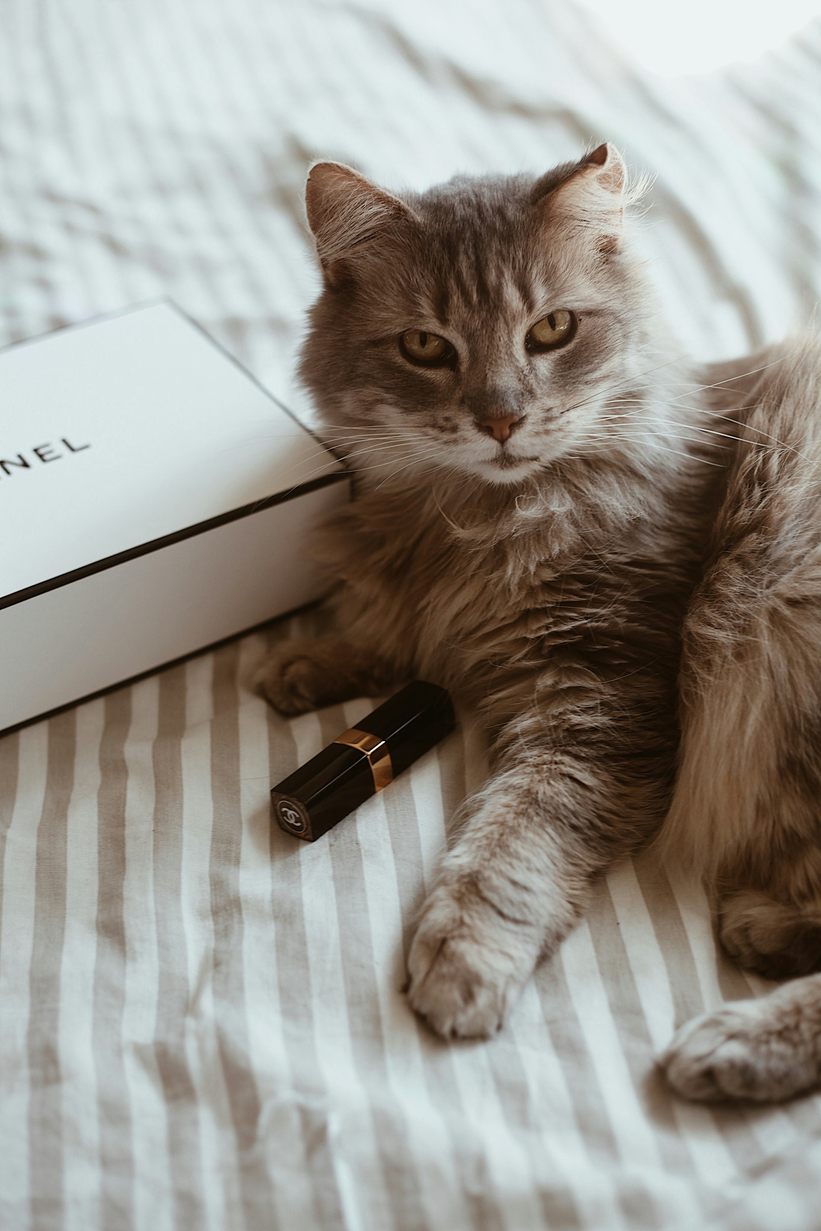 Cozy Cat and Chanel: a Quiet Moment with Lipstick on the Bed