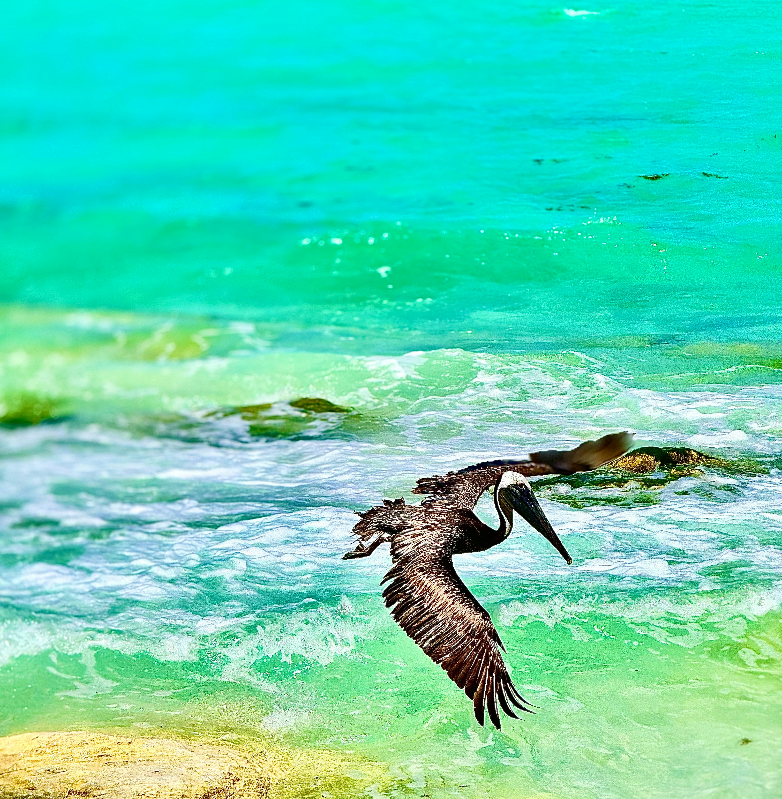 Heron in turquoise seas: a lone wingspan over emerald waves