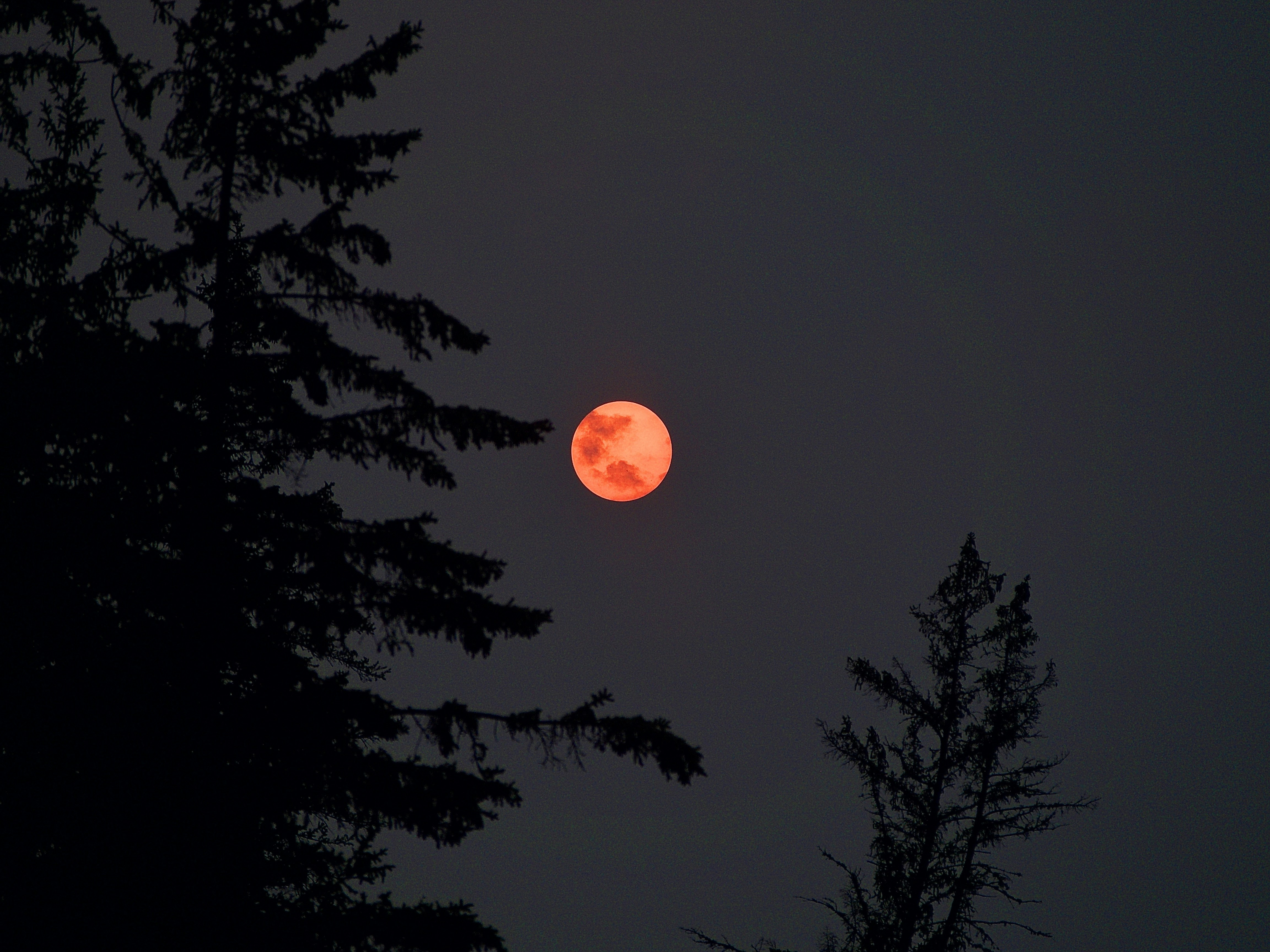 Crimson Moon Through Silent Pines