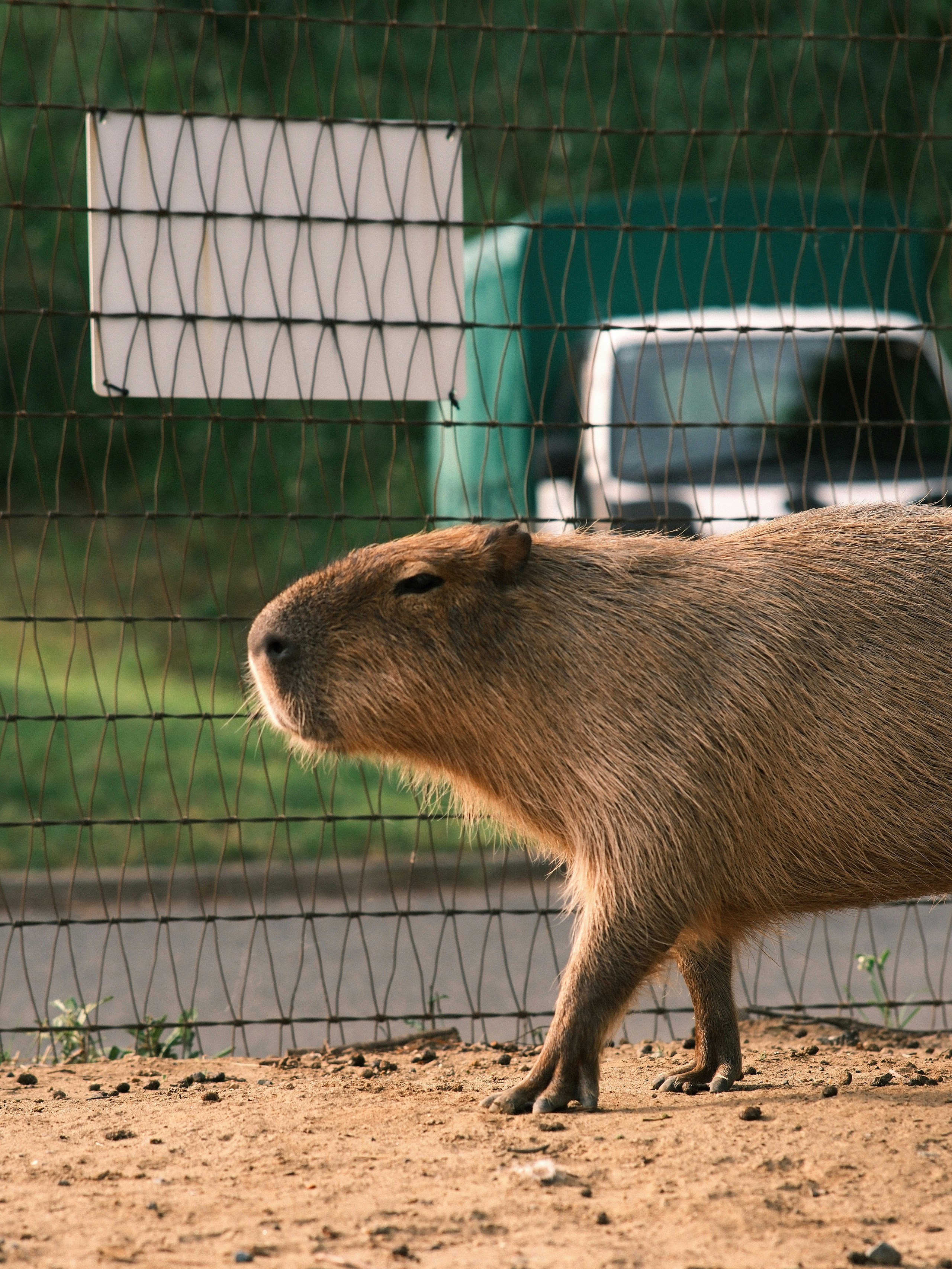 10 Reasons Capybaras Are the Chillest Creatures on the Planet - Animals ...