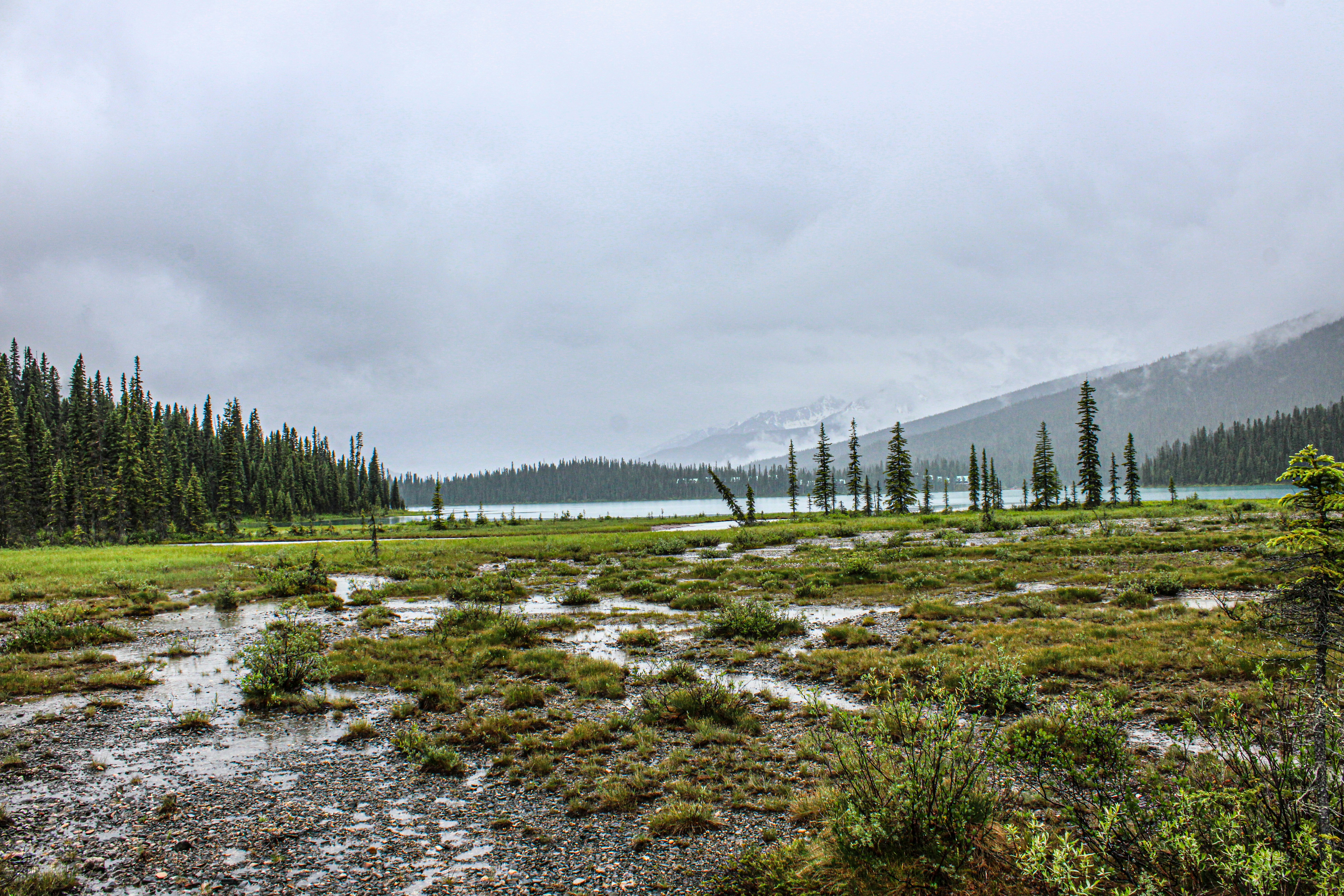 A swampy area with trees and a body of water in the distance photo ...