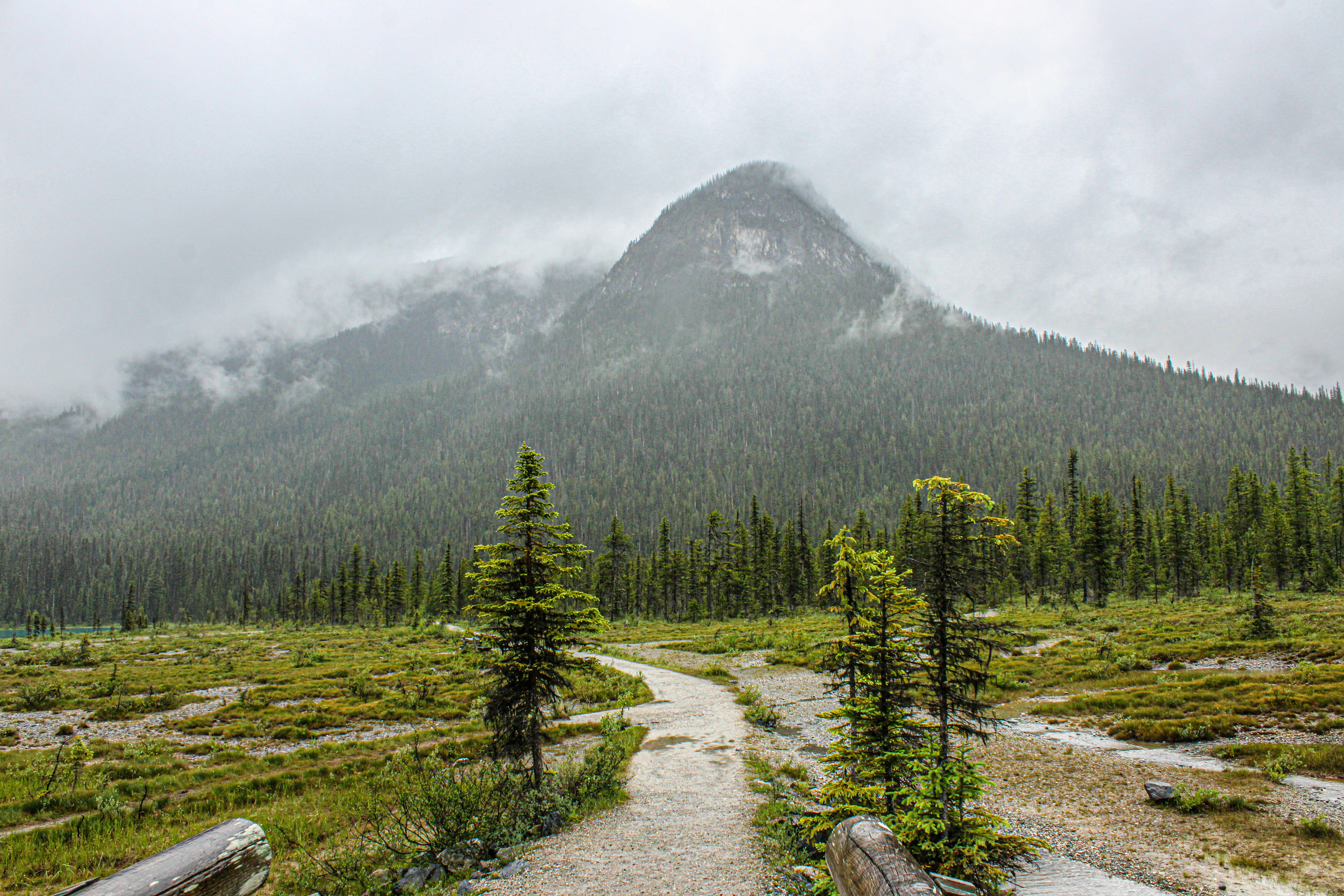 Mist-Woven Ascent: Pine-Dotted Trail to a Cloud-Kissed Peak