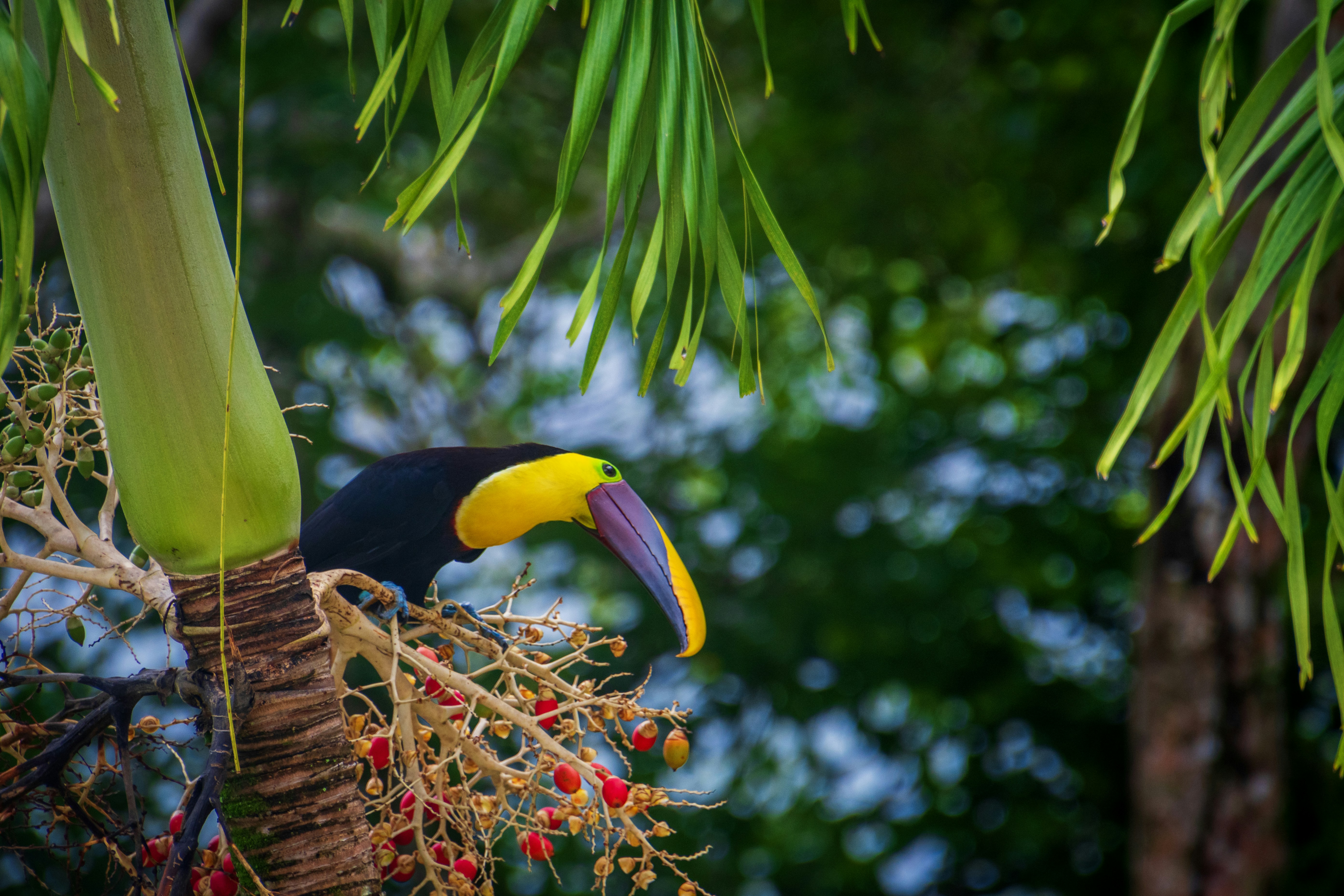A toucan perched on a tree branch in a forest photo – Free Vegetation ...