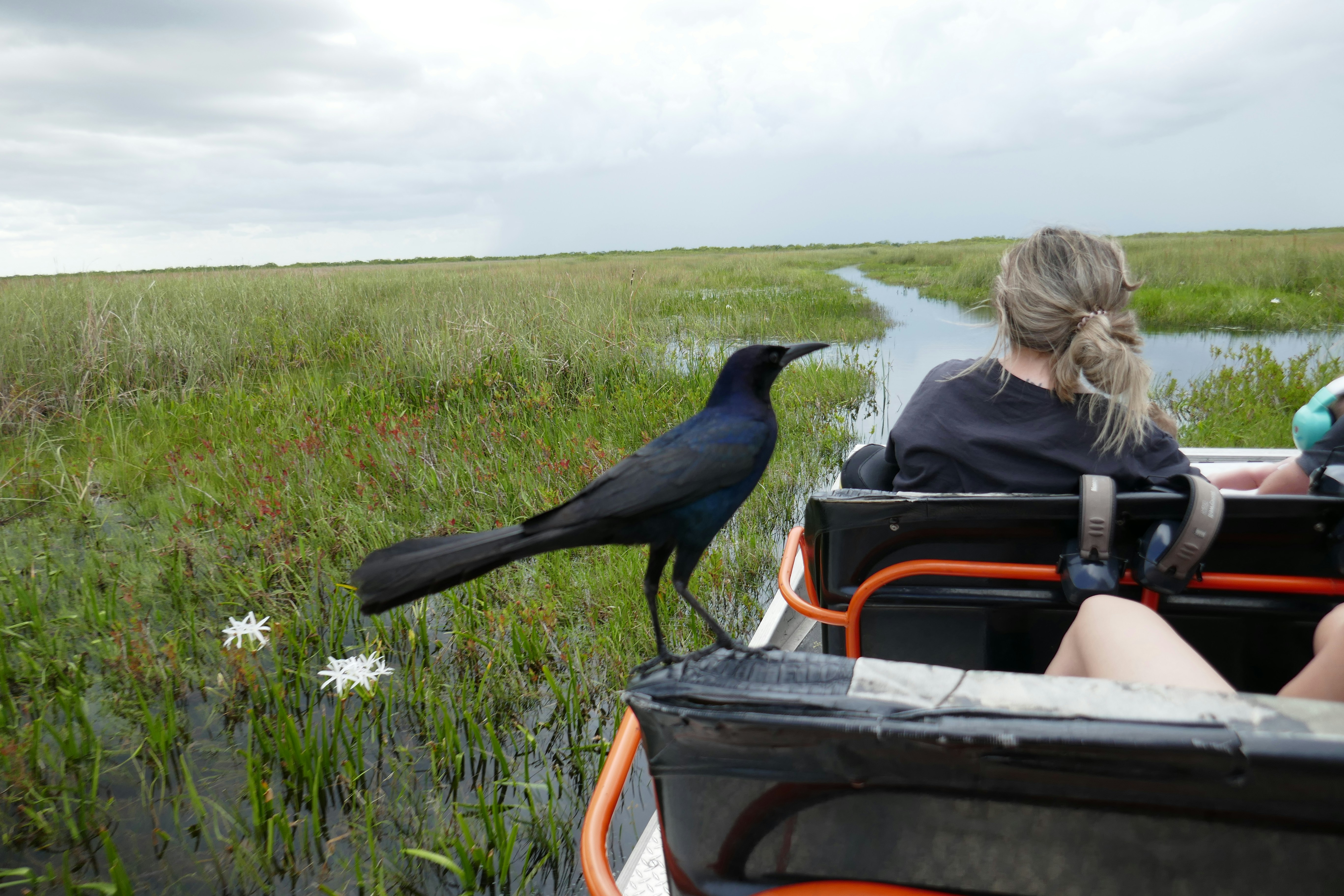 Crow on the Bow: A Crowded Boat Ride through Marshland