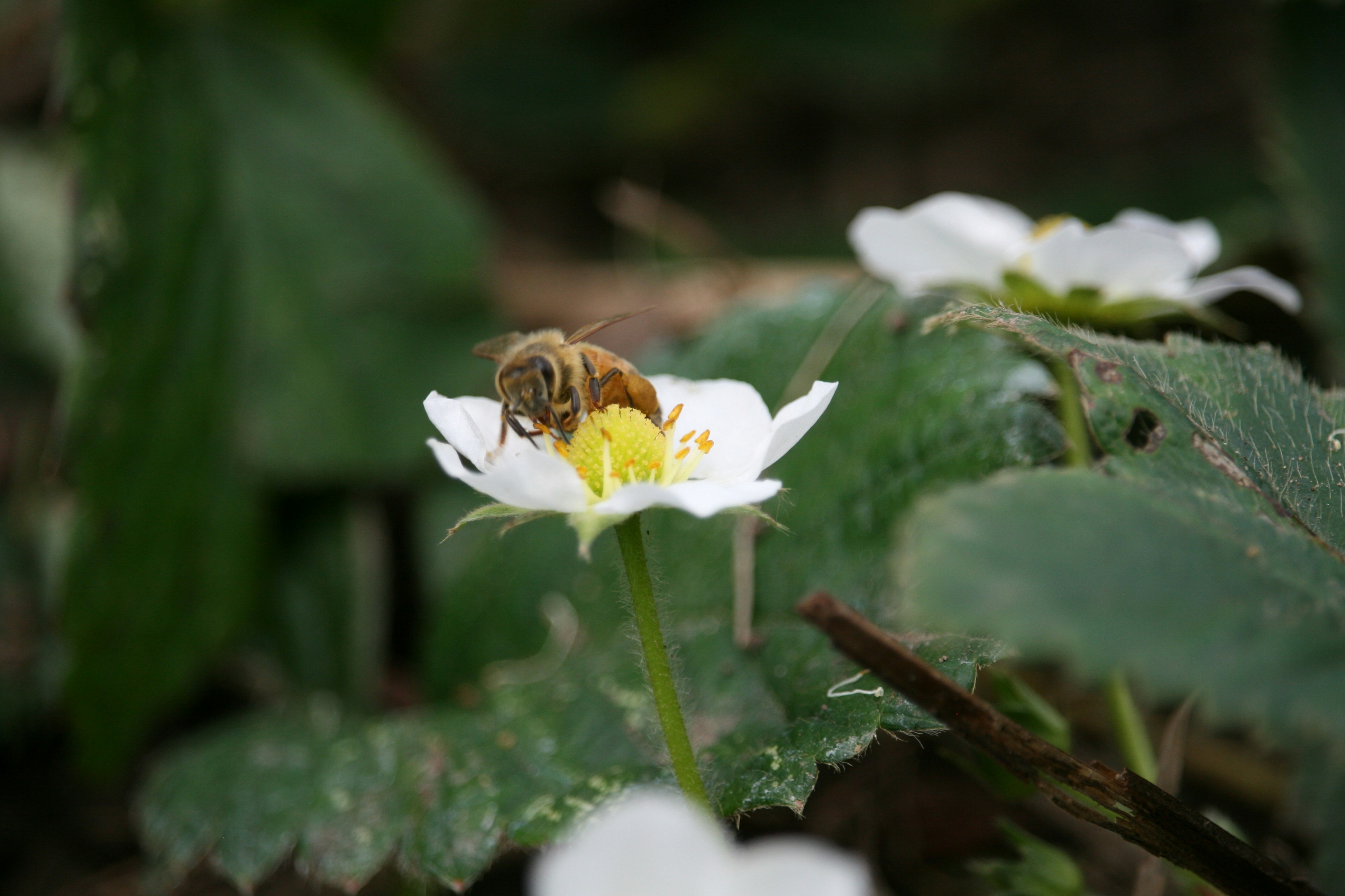 Honeybee on a White Strawberry Blossom: A Macro Moment in Green