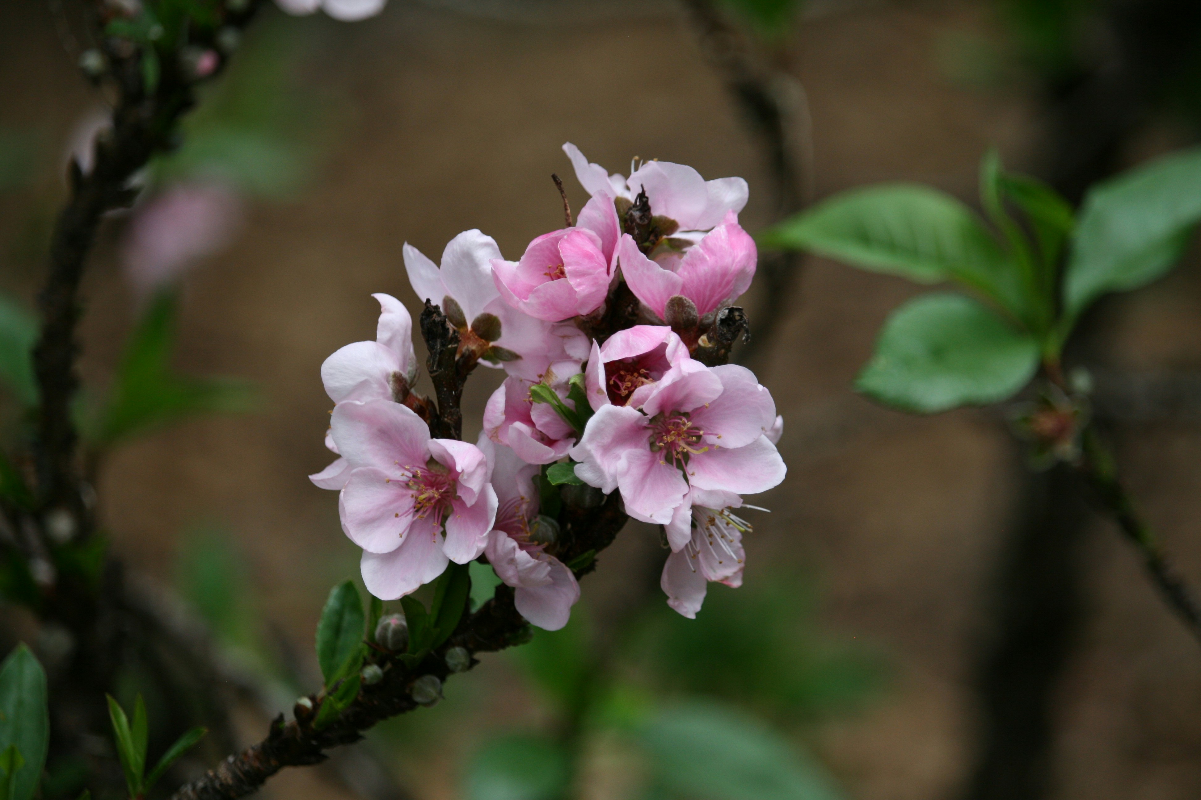 Photo by Thea Harrison with Canon EOS 400D