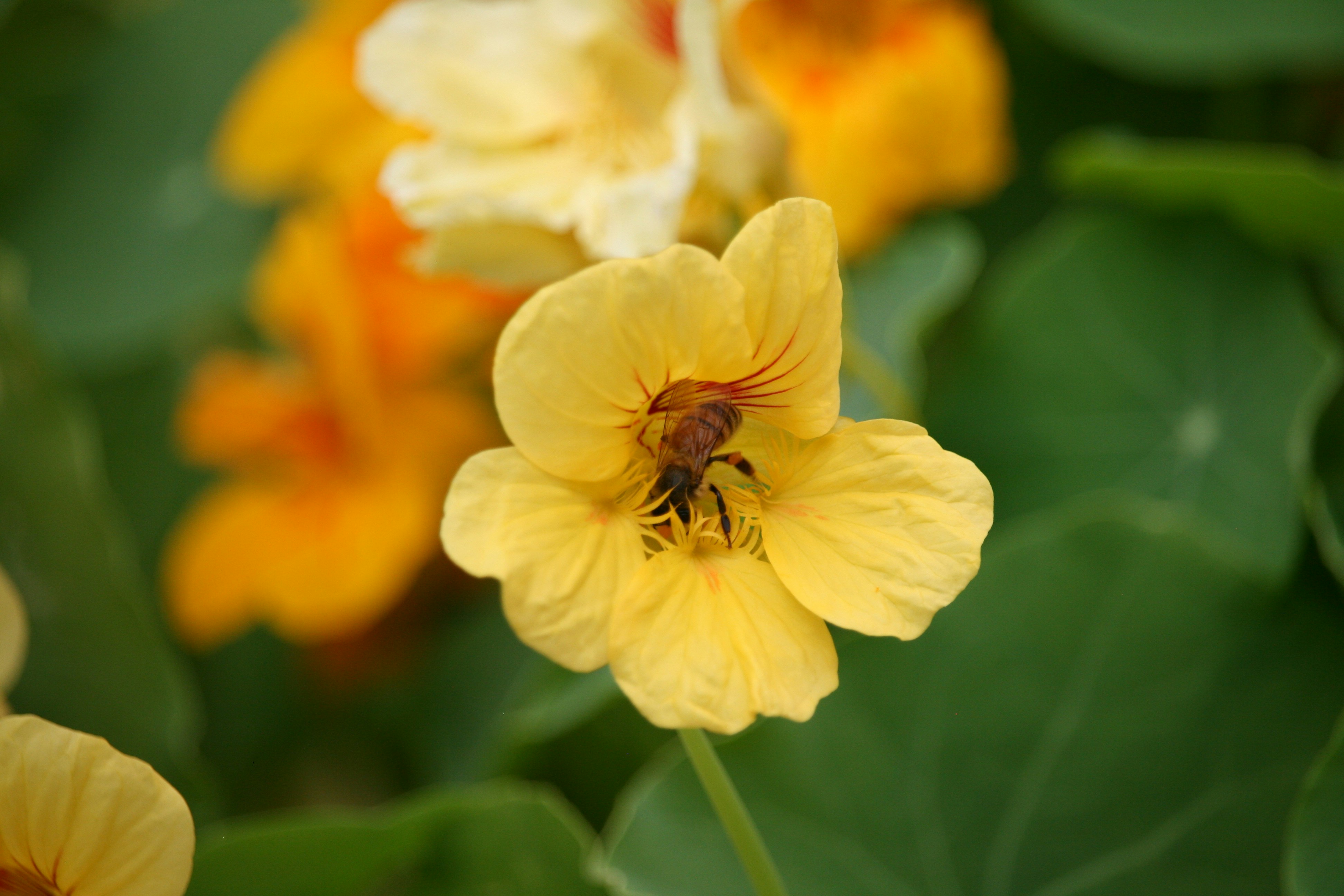 Bee Beneath the Petal Lanterns: A Yellow Bloom in Focus