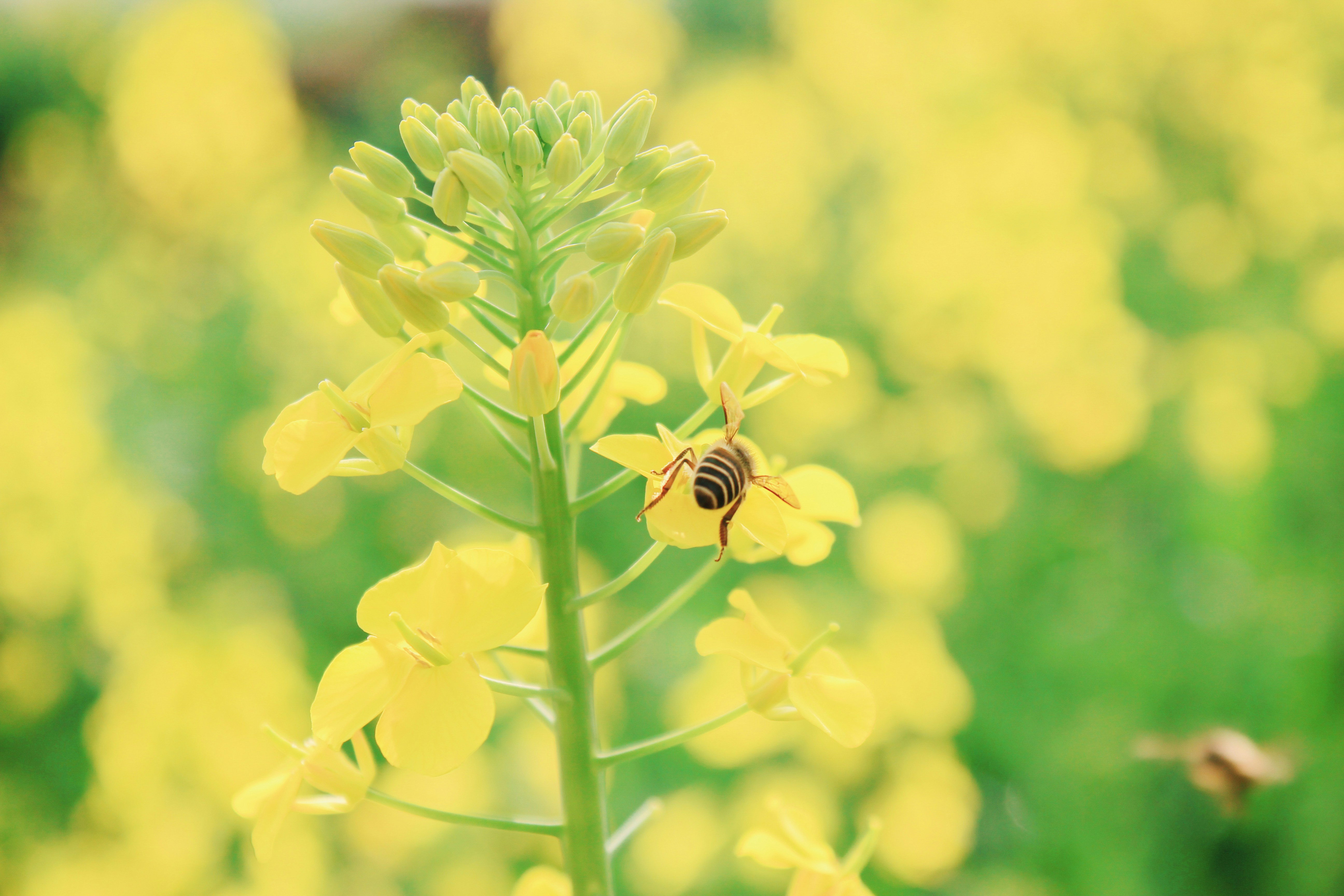 Bee at the Heart of a Golden Rapeseed Bloom