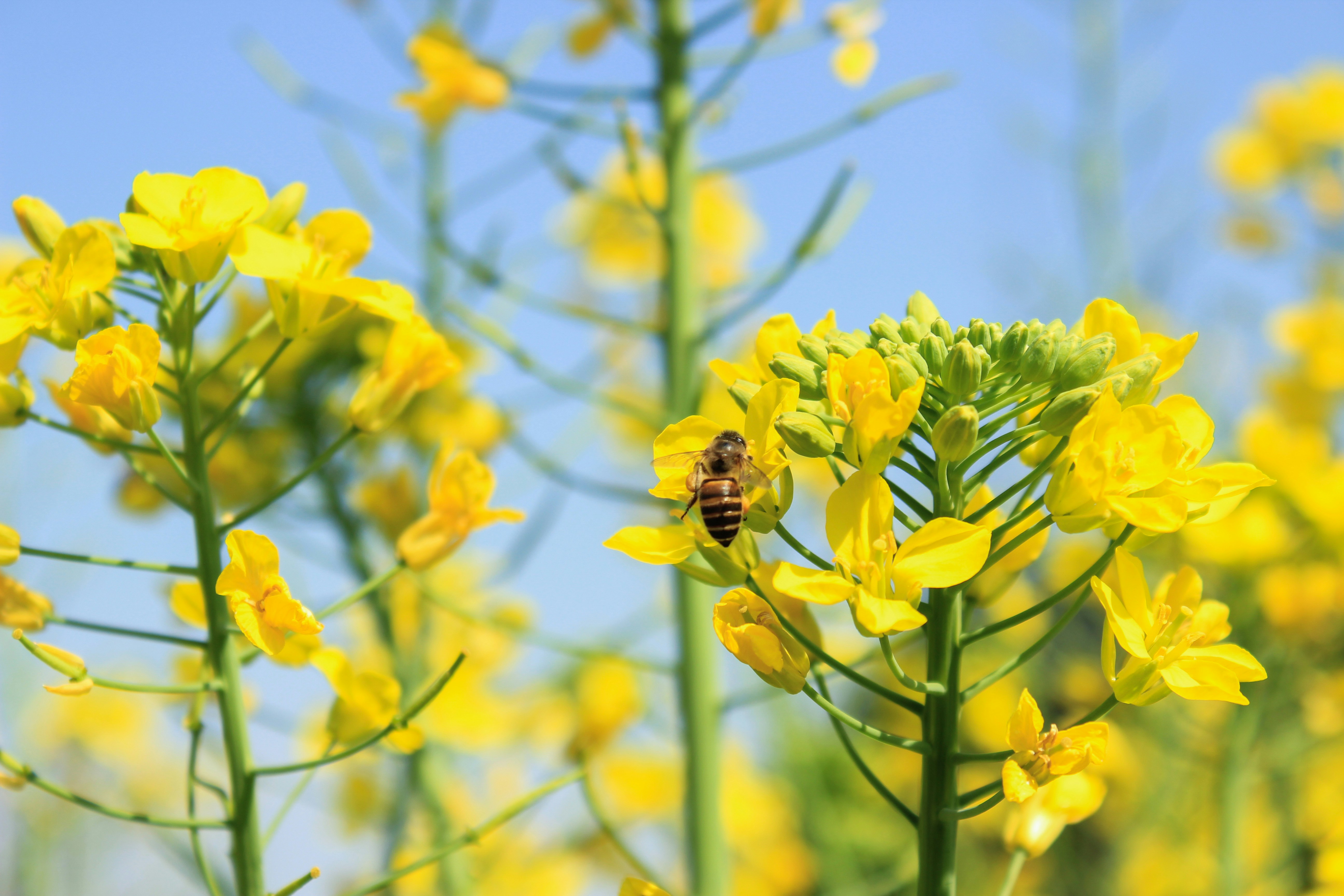Bee Among Golden Canola Blossoms Against a Bright Blue Sky