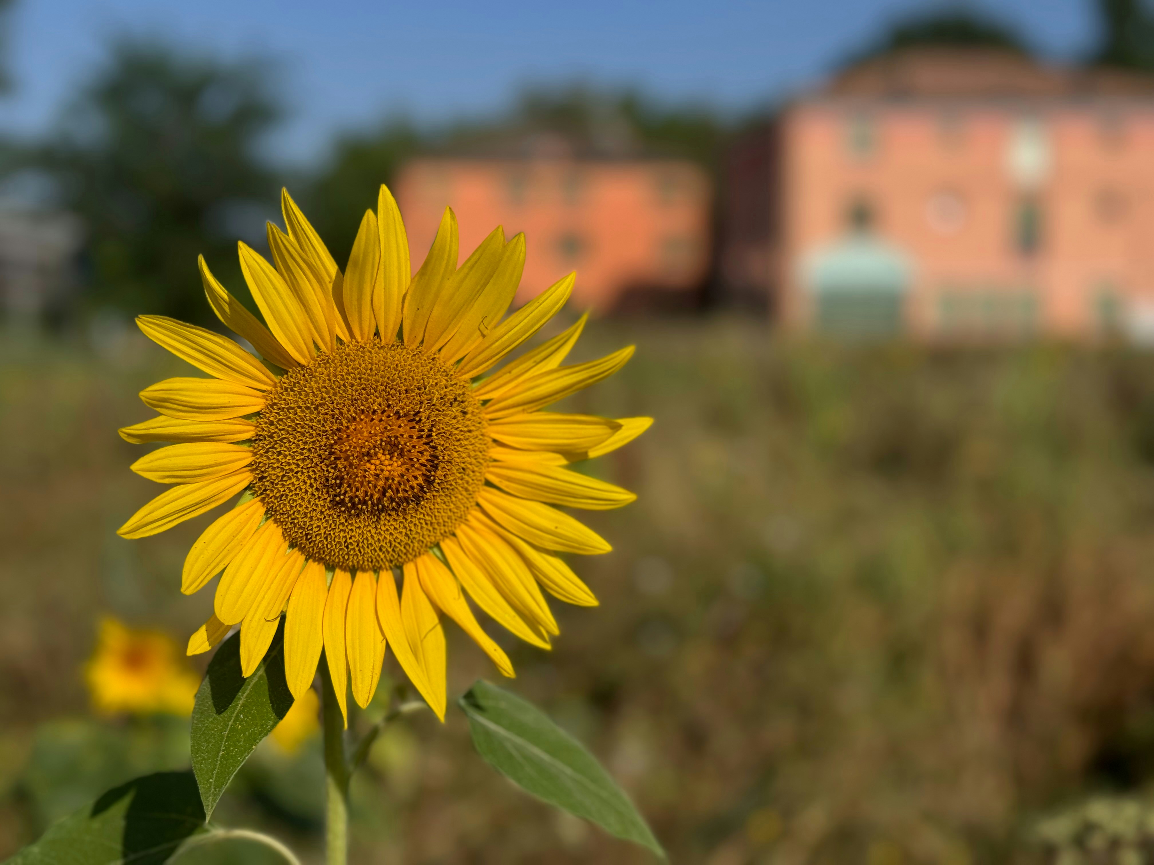 A sunflower in a field with a building in the background photo – Free ...