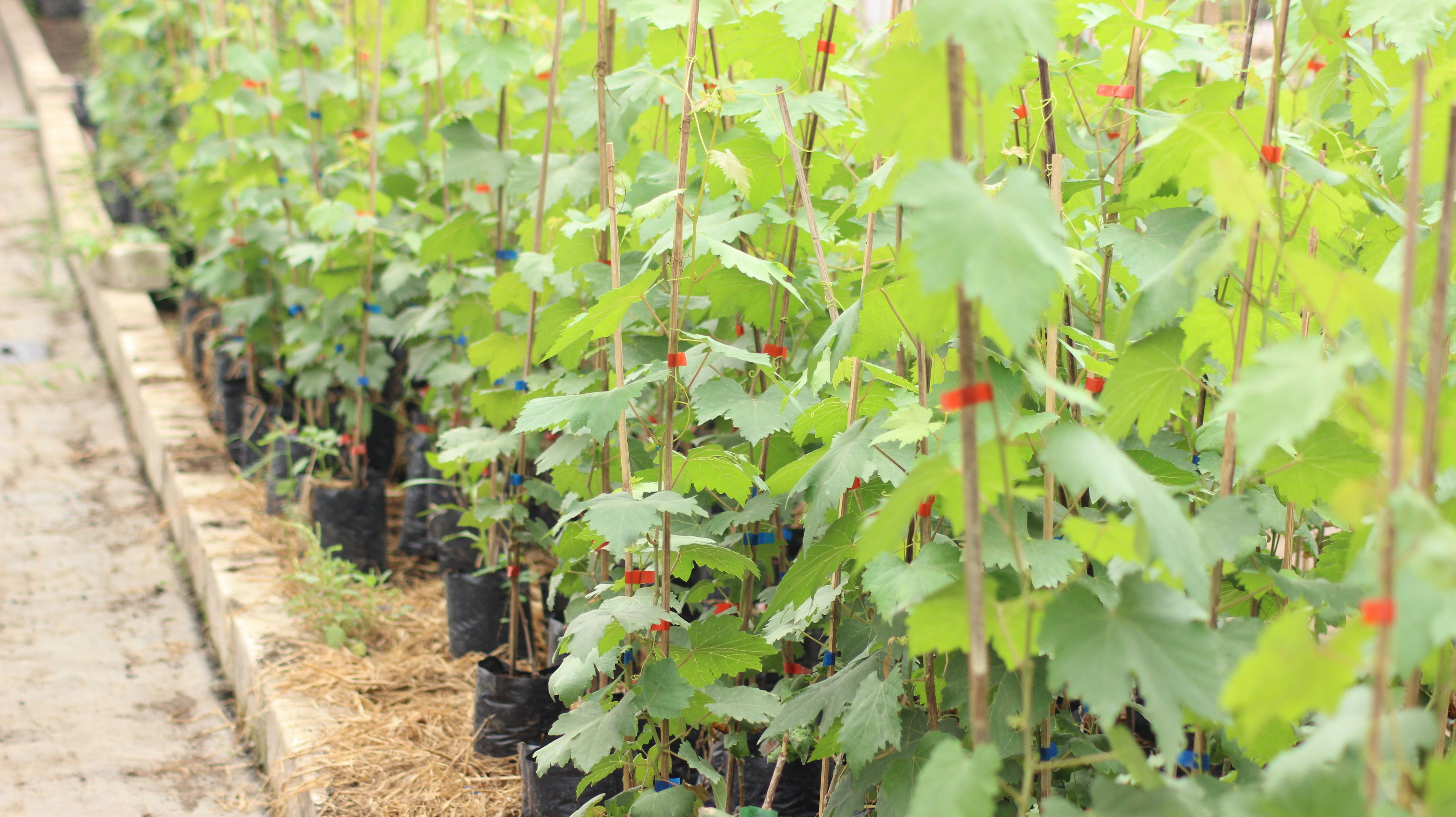 Condition of grape seedlings during care
