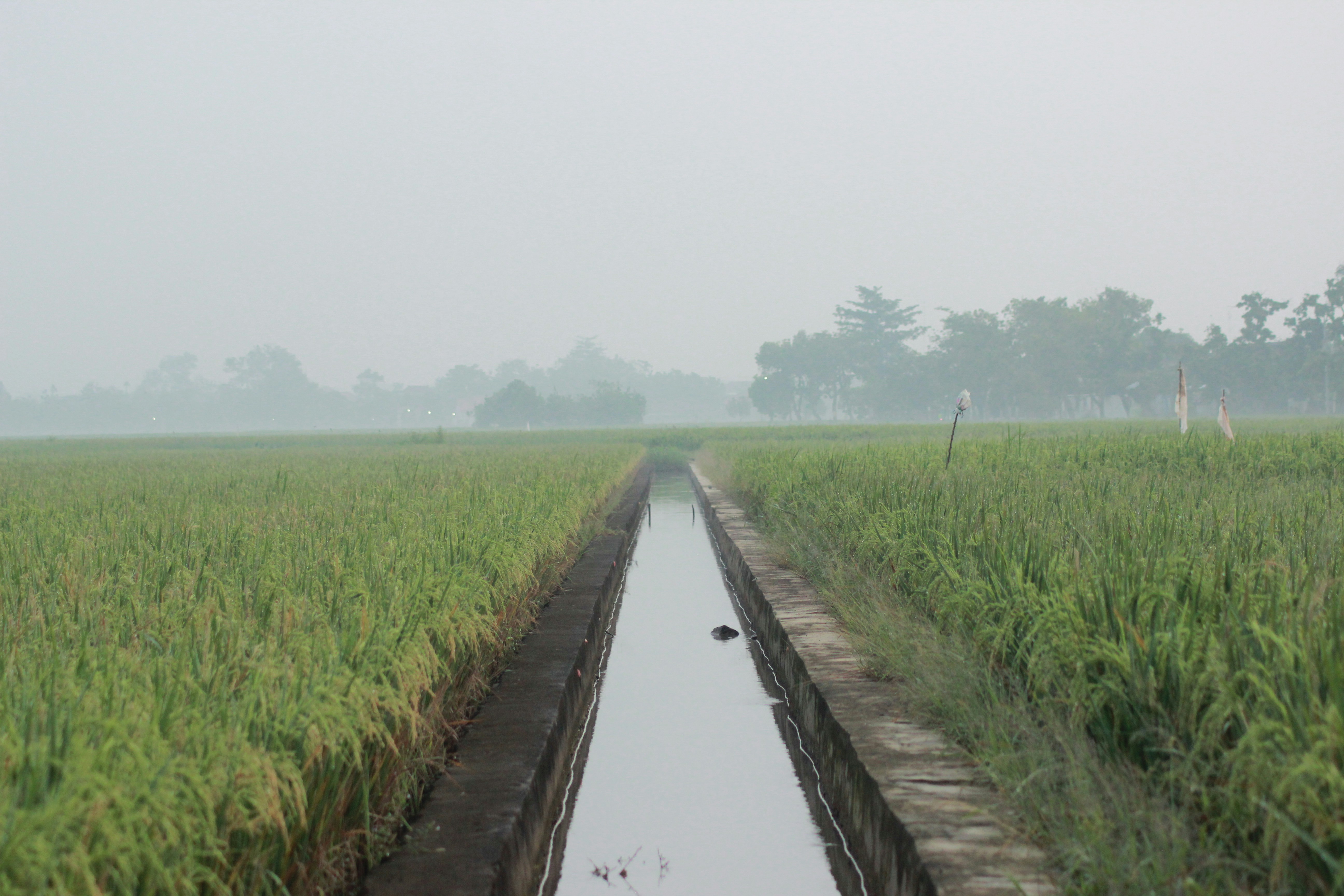 A train track running through a corn field photo – Free Sukoharjo Image ...