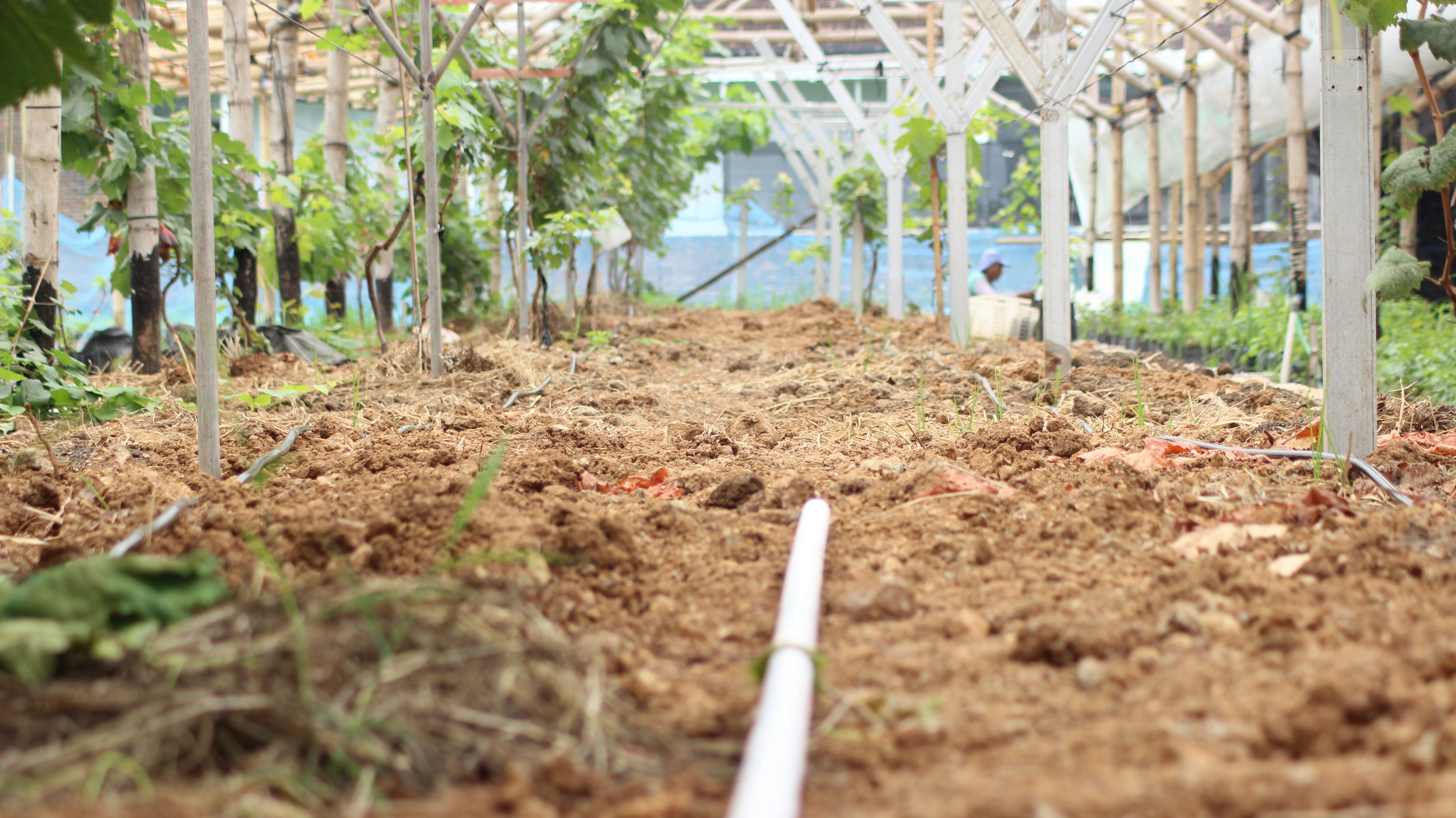Well-maintained garden with rows of vines under a wooden trellis, showcasing fertile soil and irrigation lines.