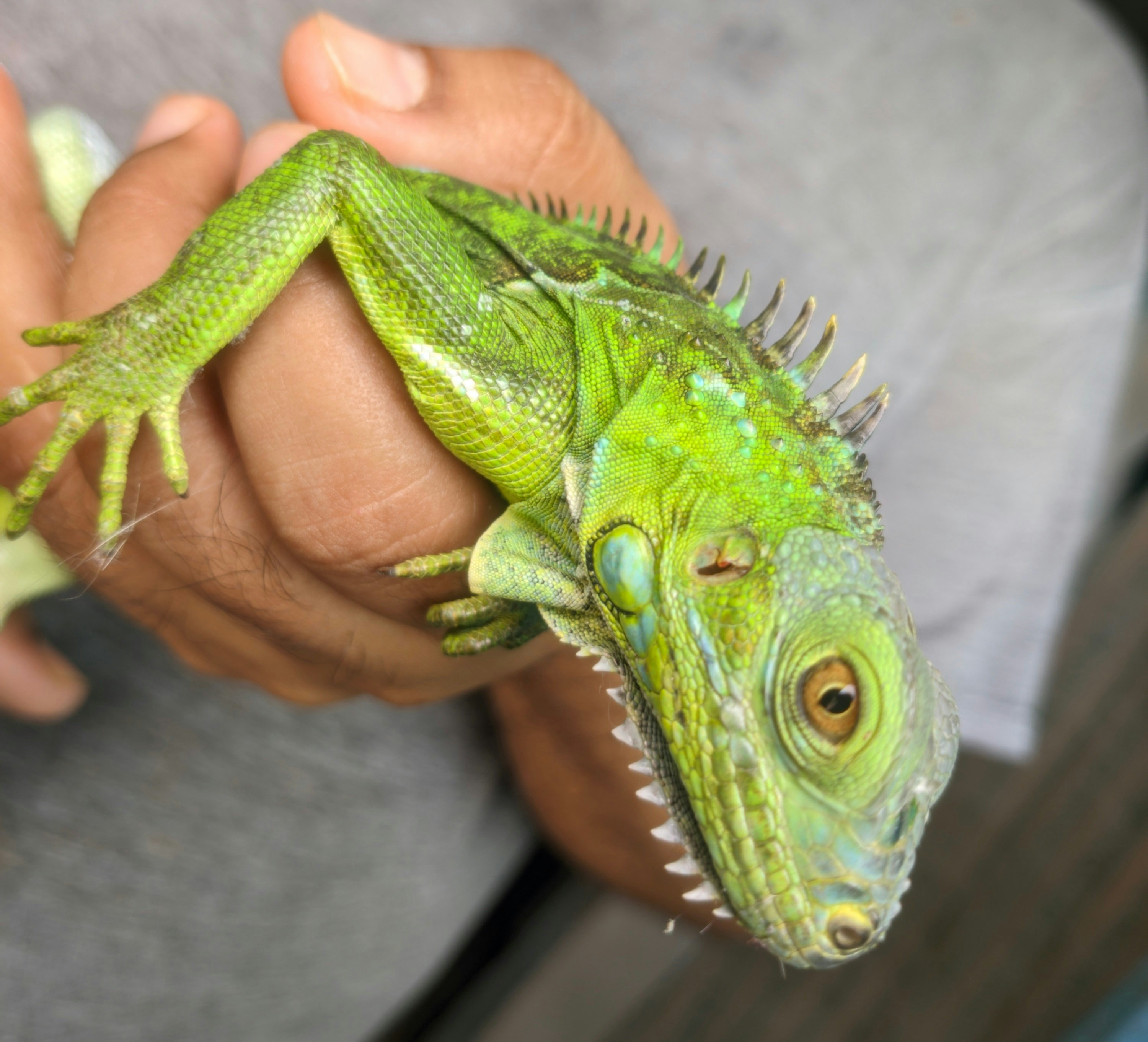 A person holding a green lizard in their hand photo – Free Animal Image ...