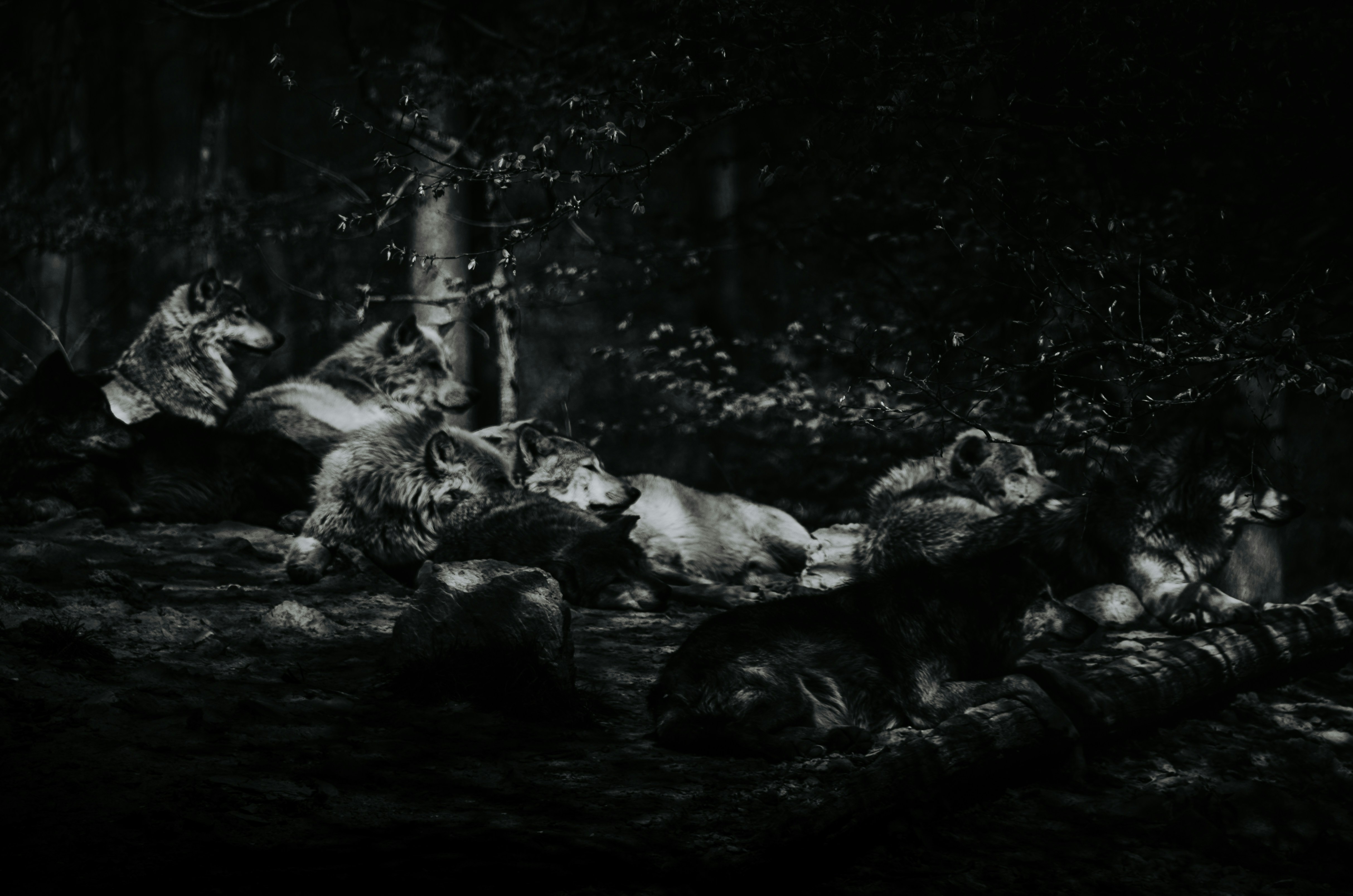 Moonlit Pack: Wolves Rest by a Starlit Stream