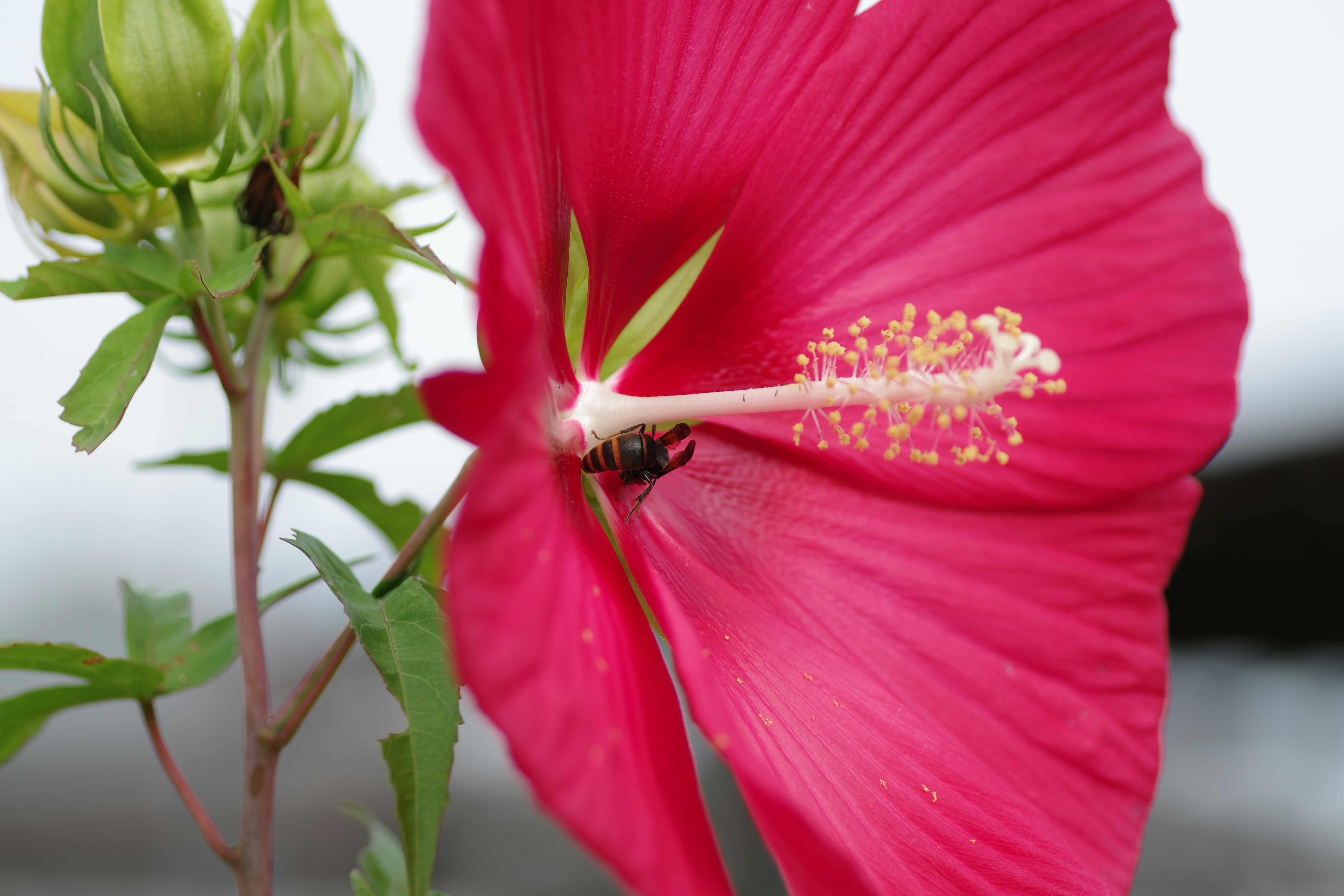 Close-up of a vivid pink hibiscus with pollen-dusted stamen