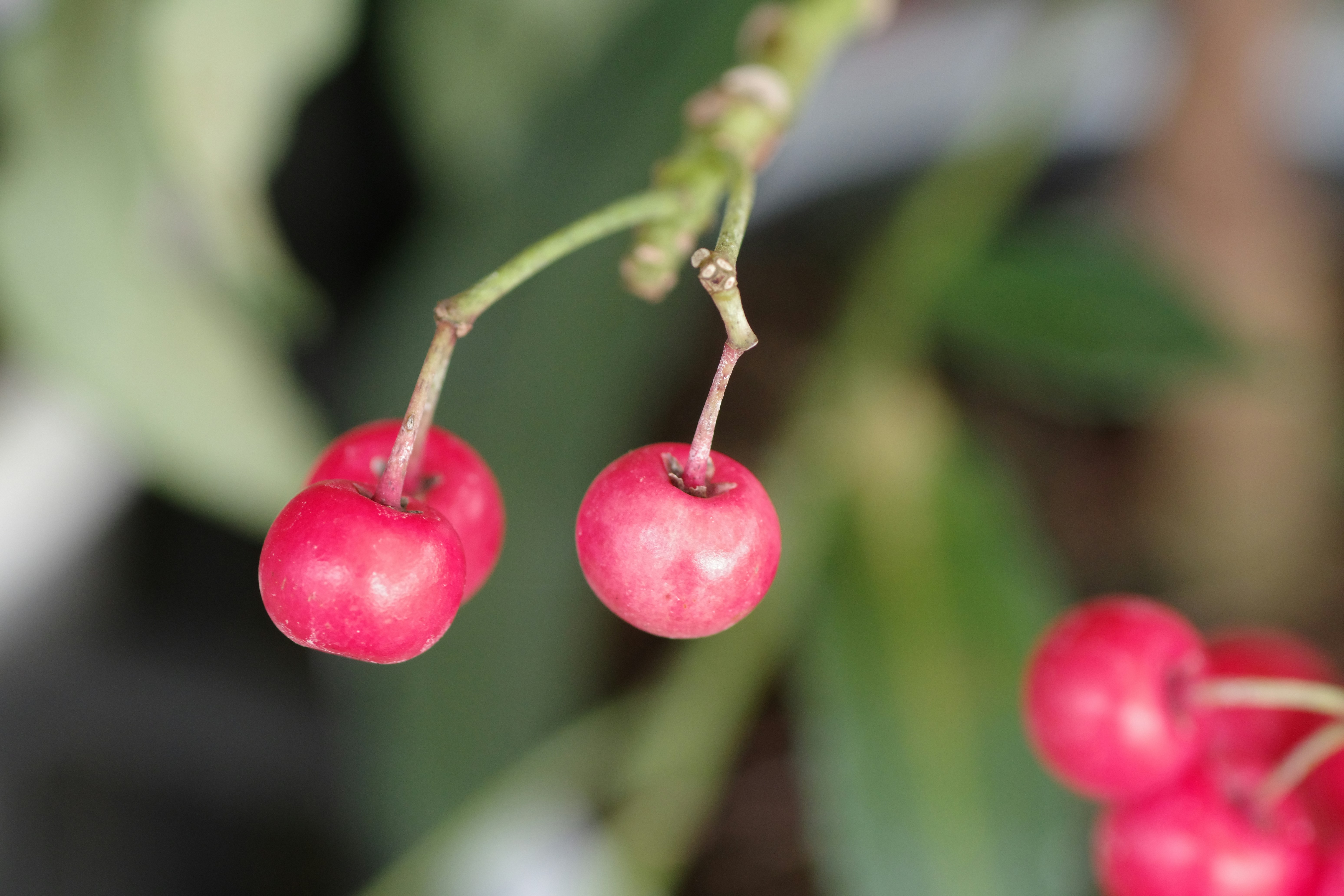 Crimson Orbs on a Delicate Twig: A Macro Moment
