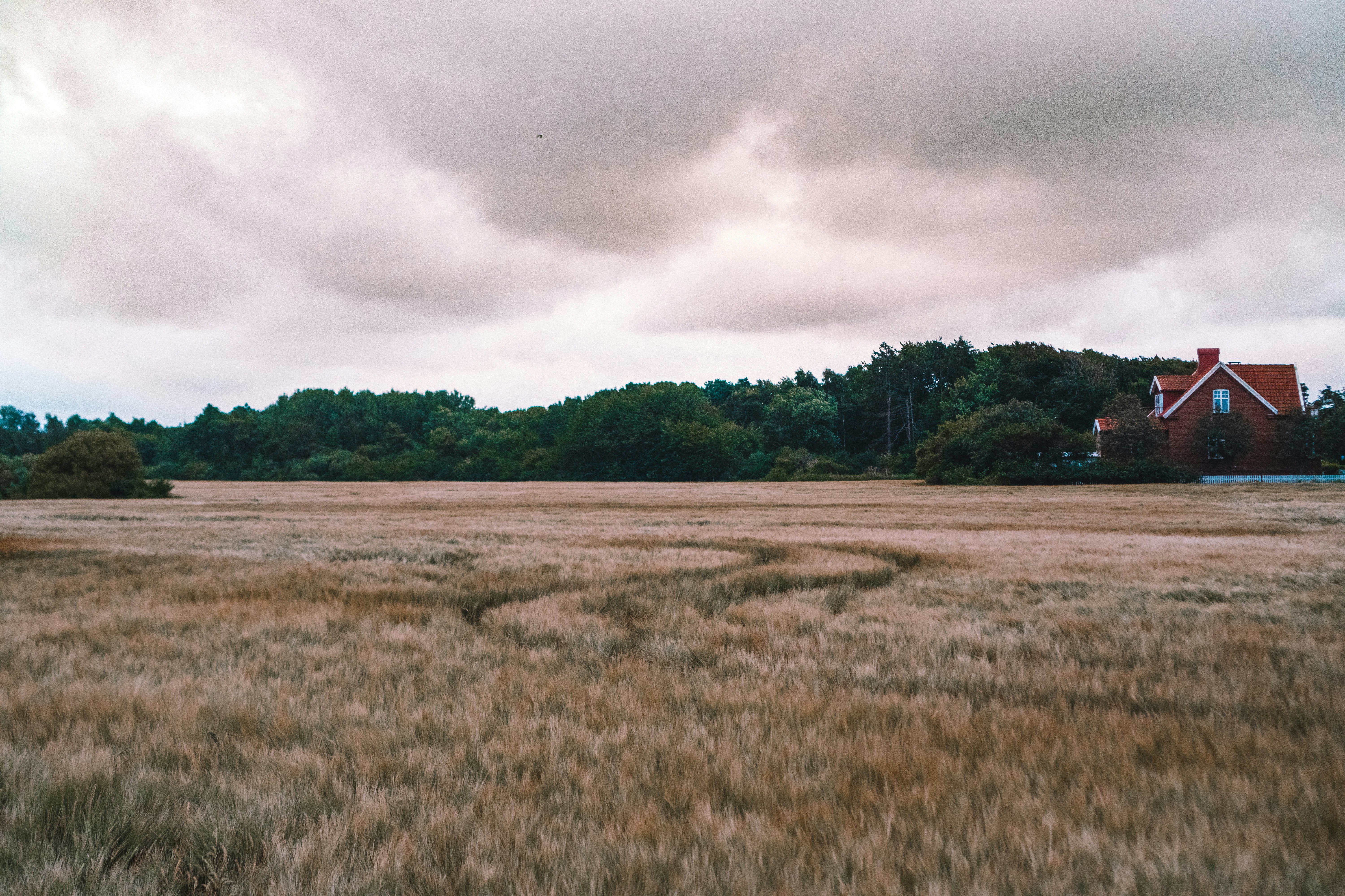 Edge of Silence: Red Brick House Guarding a Wind-Swept Field Under a Looming Sky
