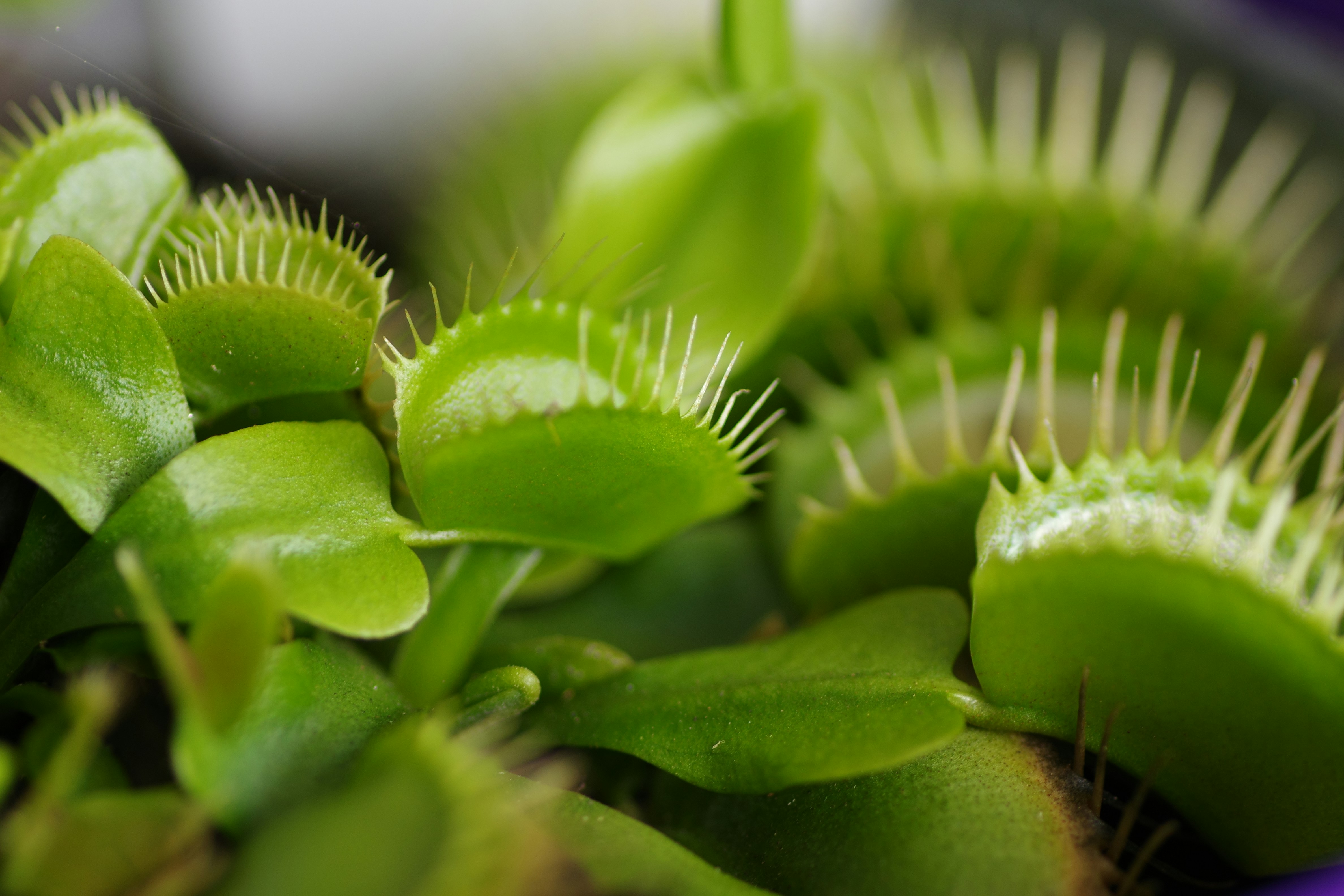 Emerald Traps in Focus: a Close-Up of Venus Flytrap