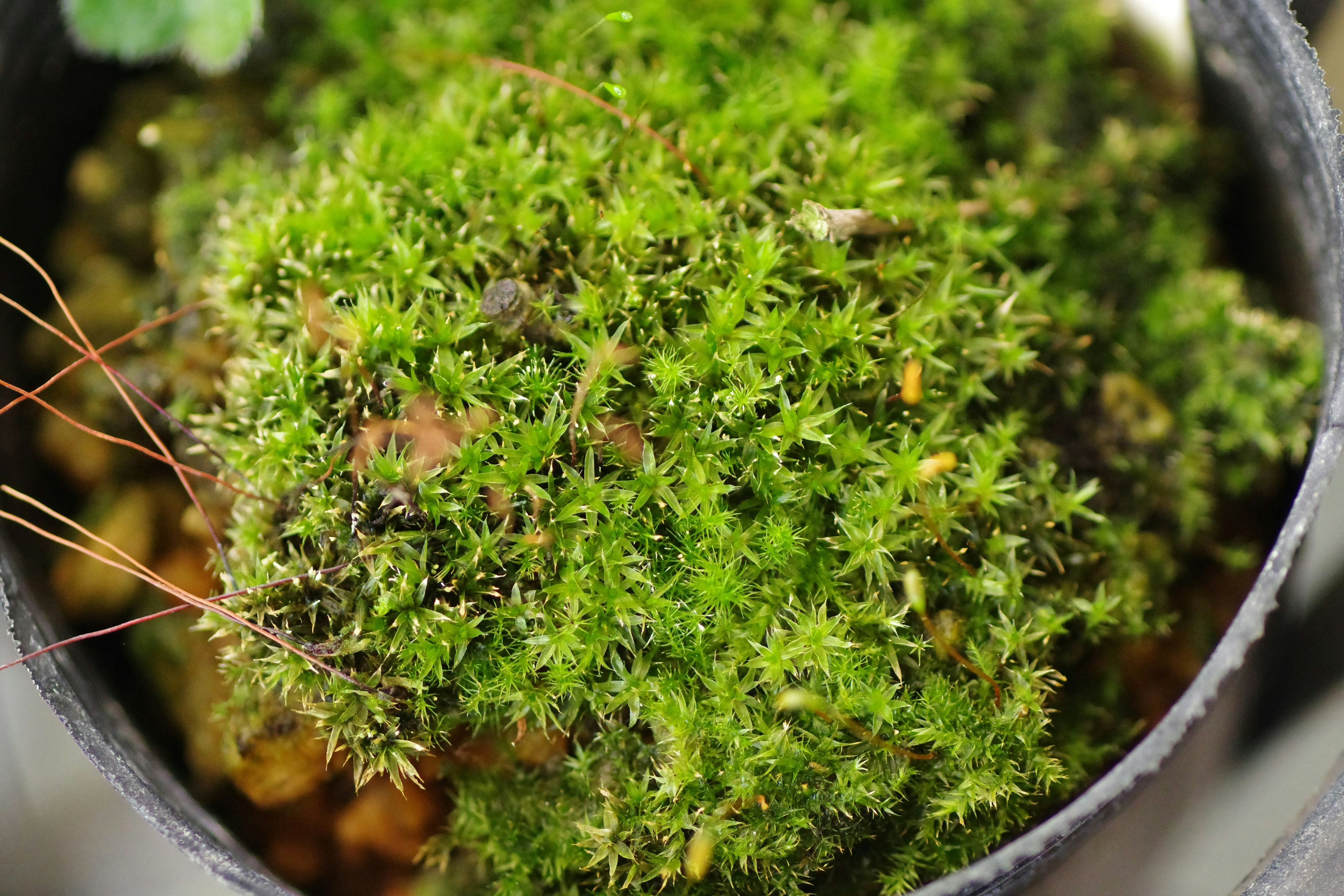 Verdant Fringes: Micro-Moss World in a Pot