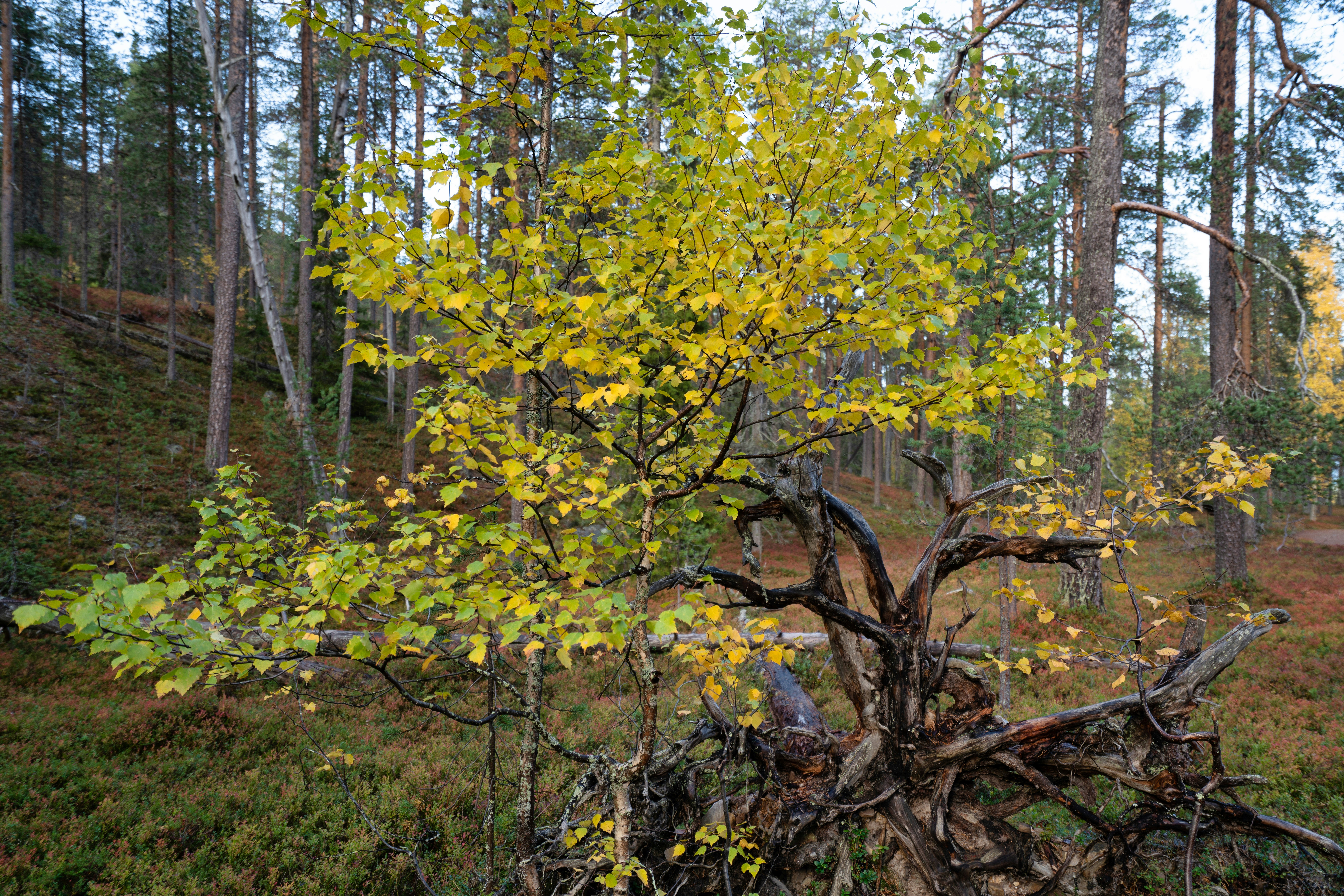 Amber Canopy Rising from Weathered Roots in a Quiet Autumn Forest