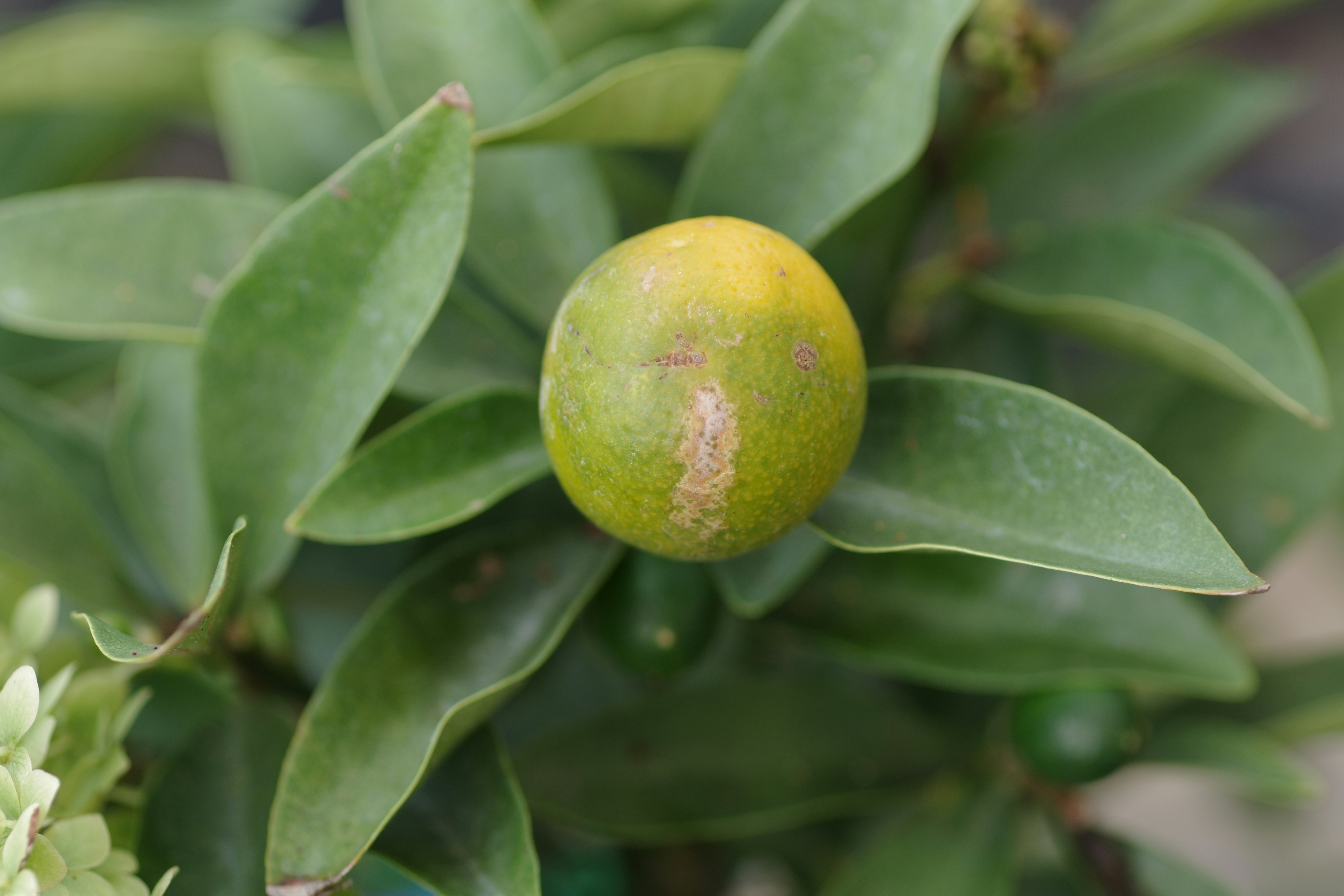 Understated Citrus Crown: A Green-orange Citrus Fruit Quietly Rises Among Glossy Leaves
