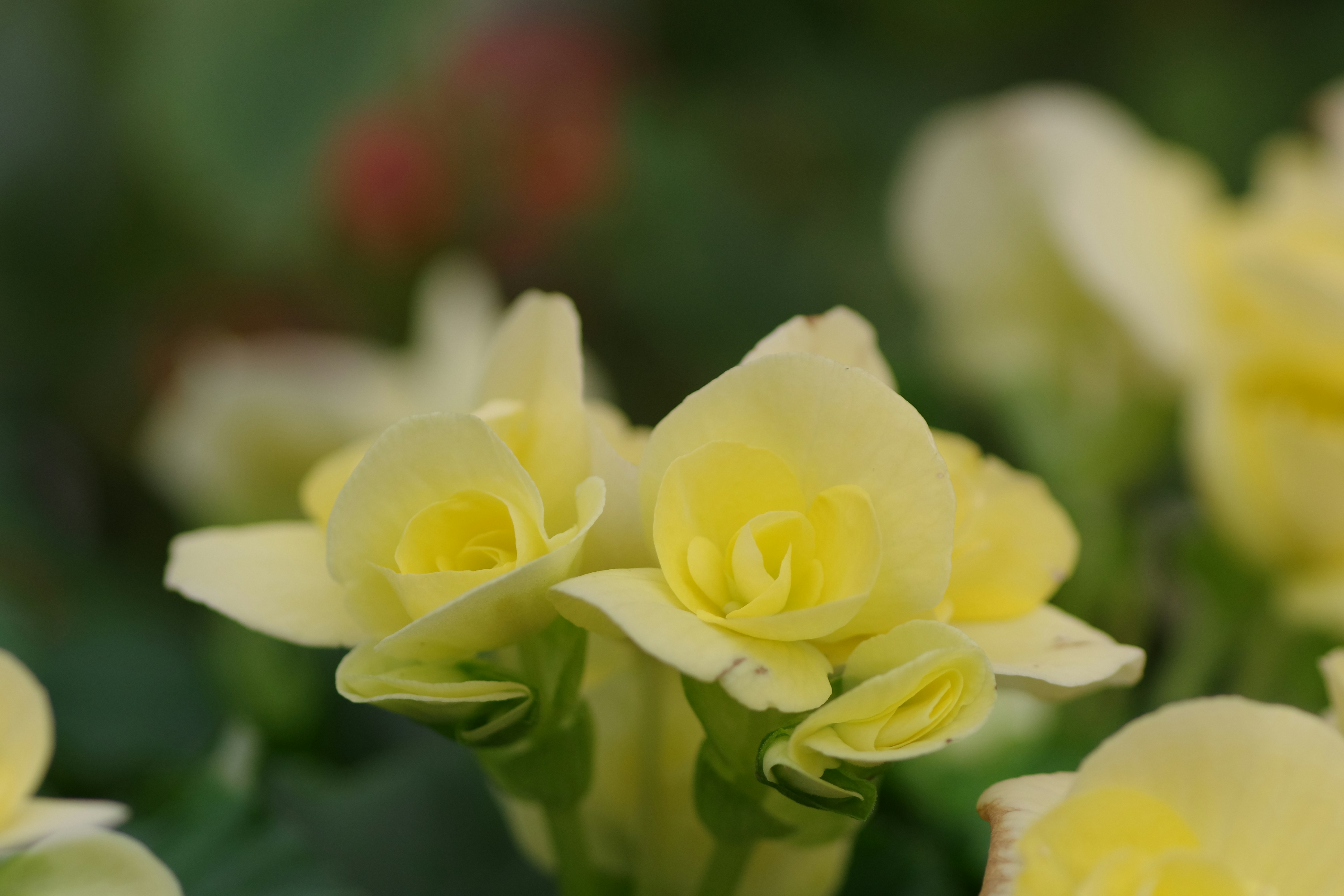 Soft Yellow Roses in Morning Light