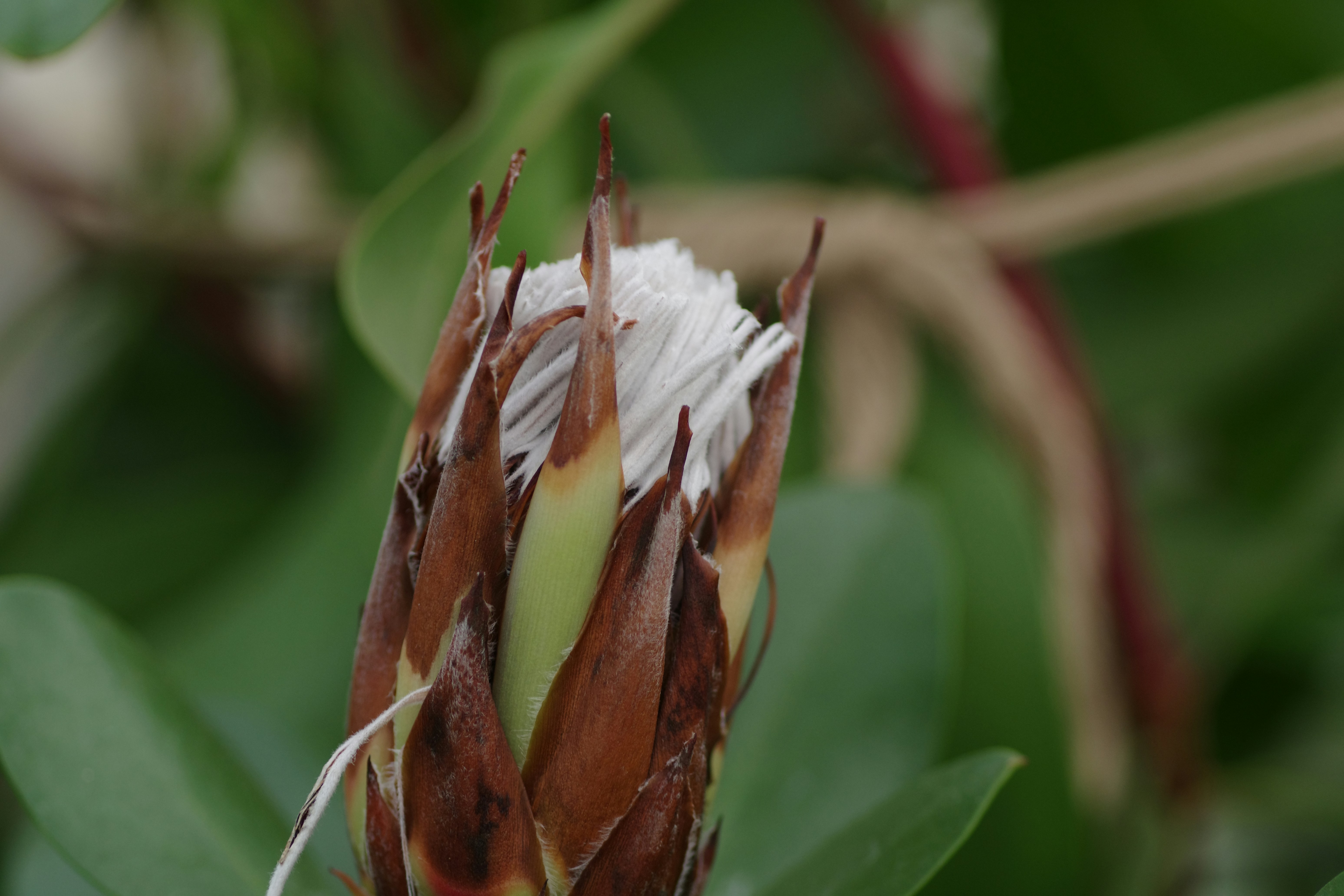 Beautiful green and flower garden、新緑と美しい花が織りなす絶景 A superb view of fresh greenery and beautiful flowers