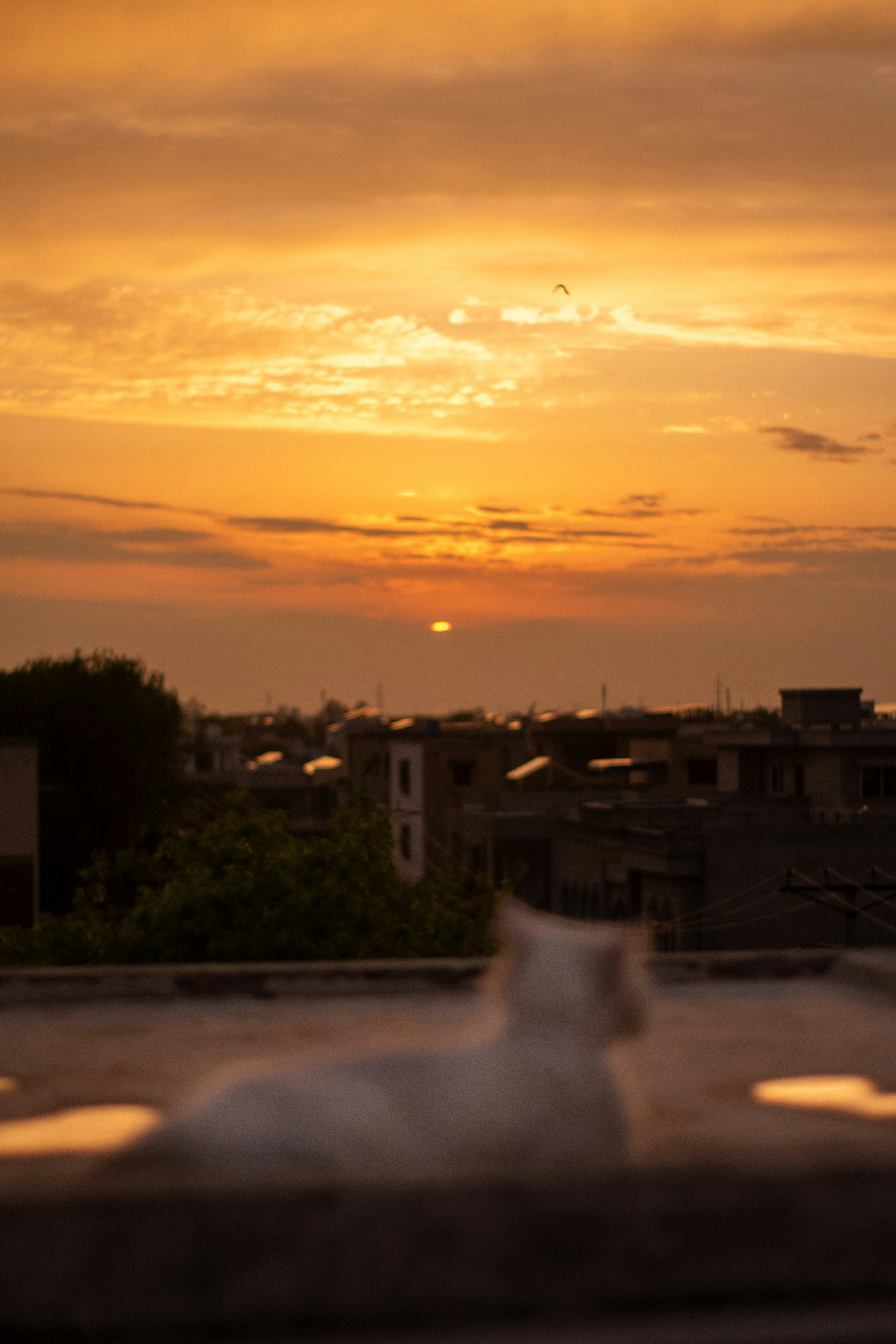 Sunset Over the City: Quiet Rooftop Moment