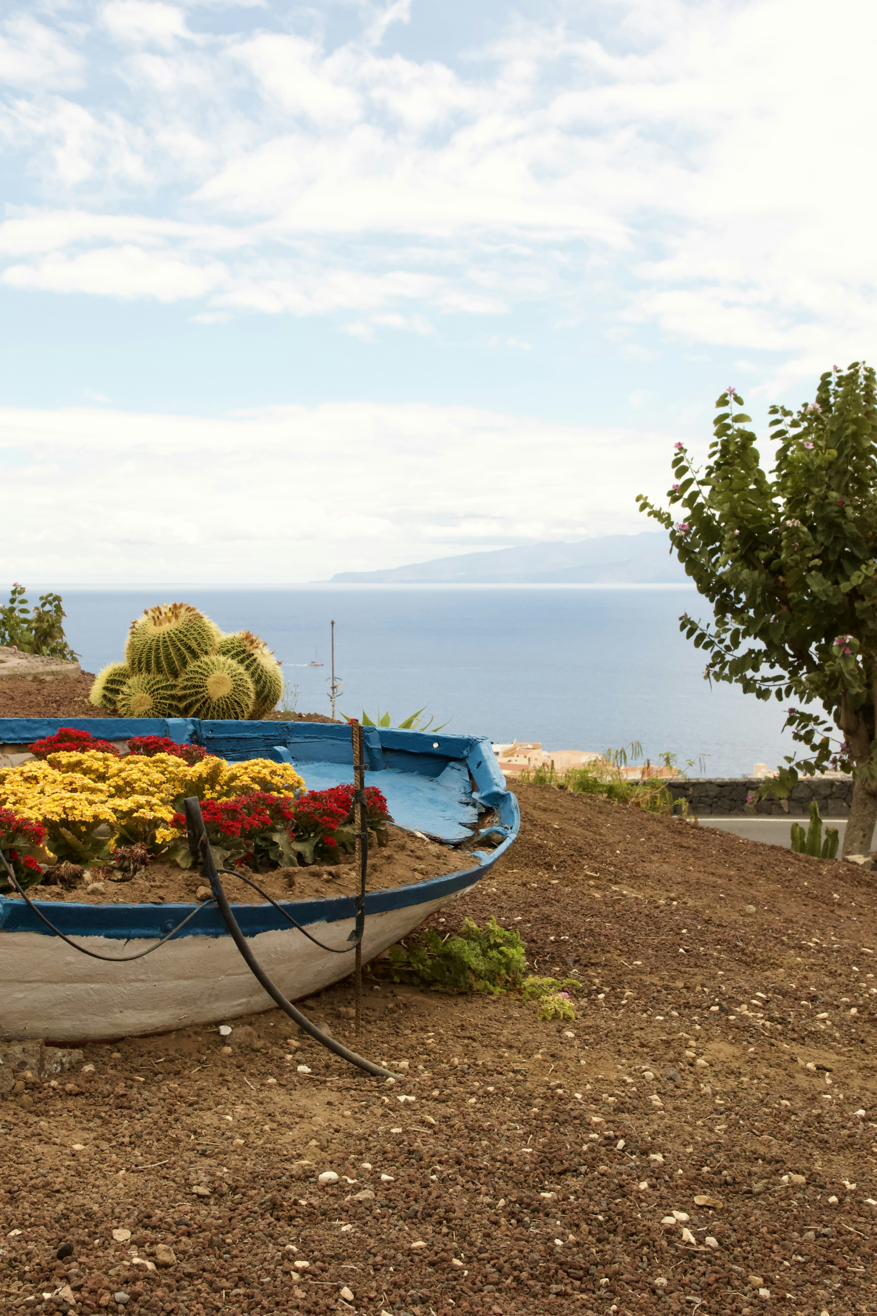 Blue Boat Garden by the Sea: Cacti and Crimson Blooms