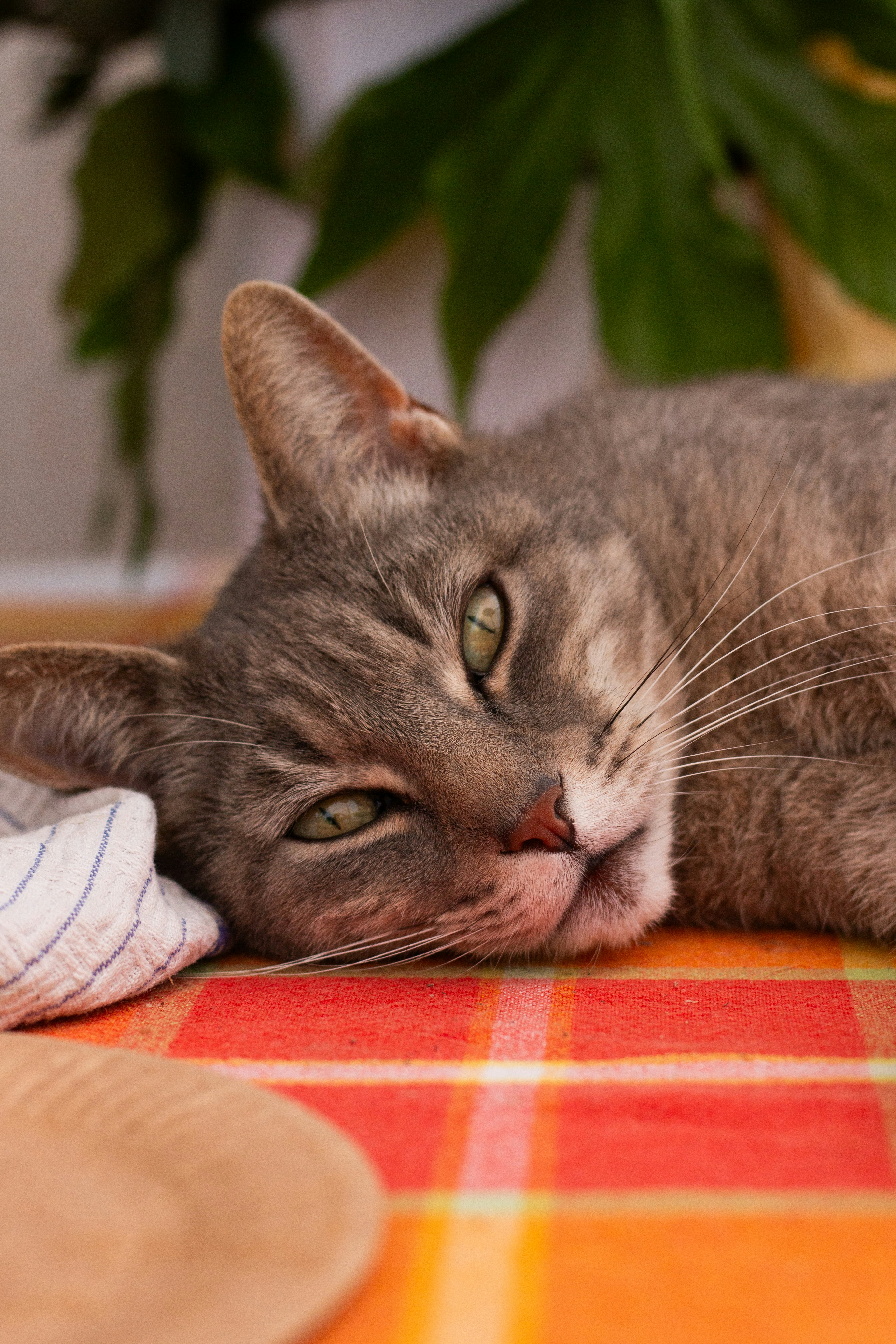Sun-Warmed Plaid and the Gray Tabby's Half-Closed Gaze