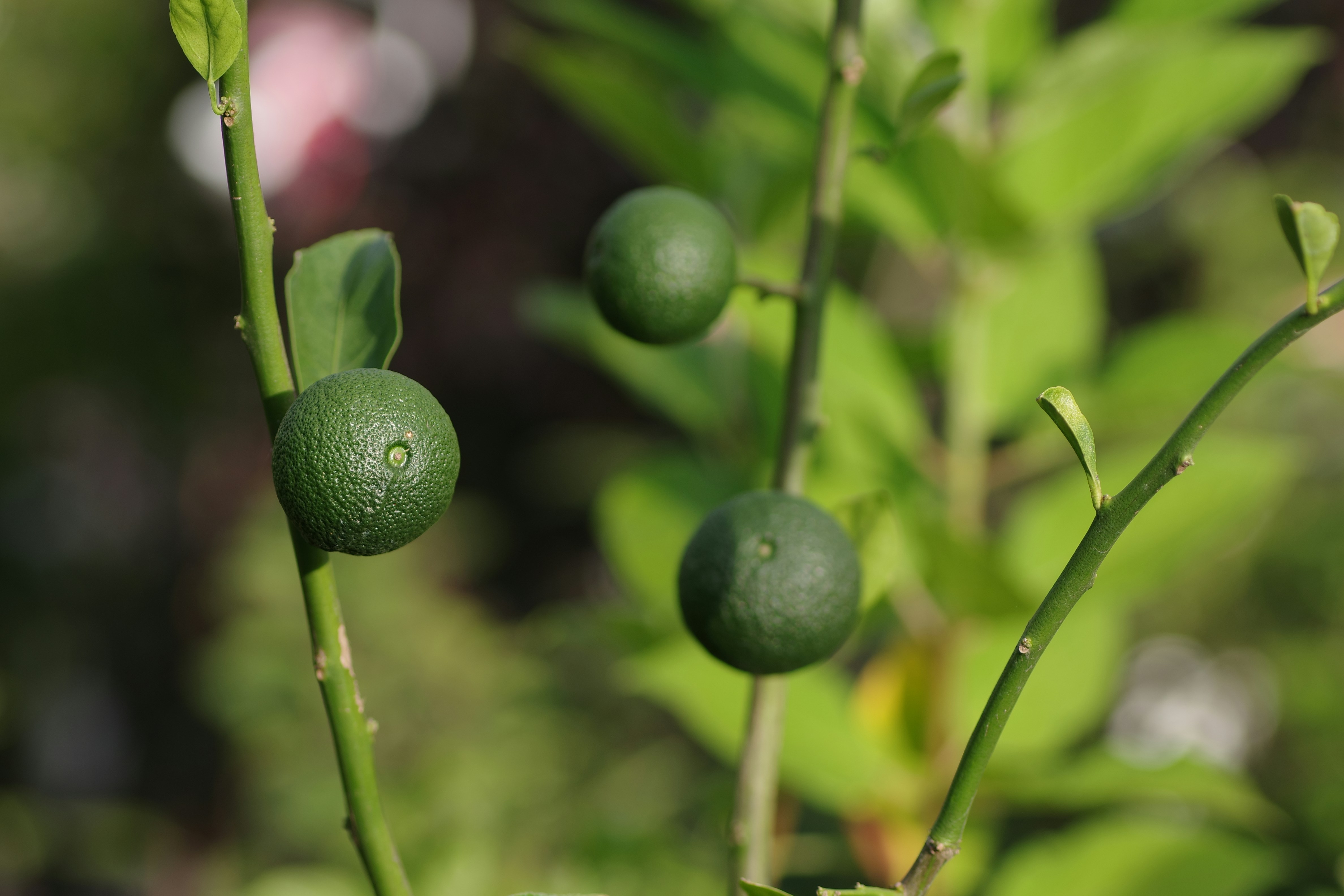 Emerald Orbs on Delicate Stems: A Macro Portrait