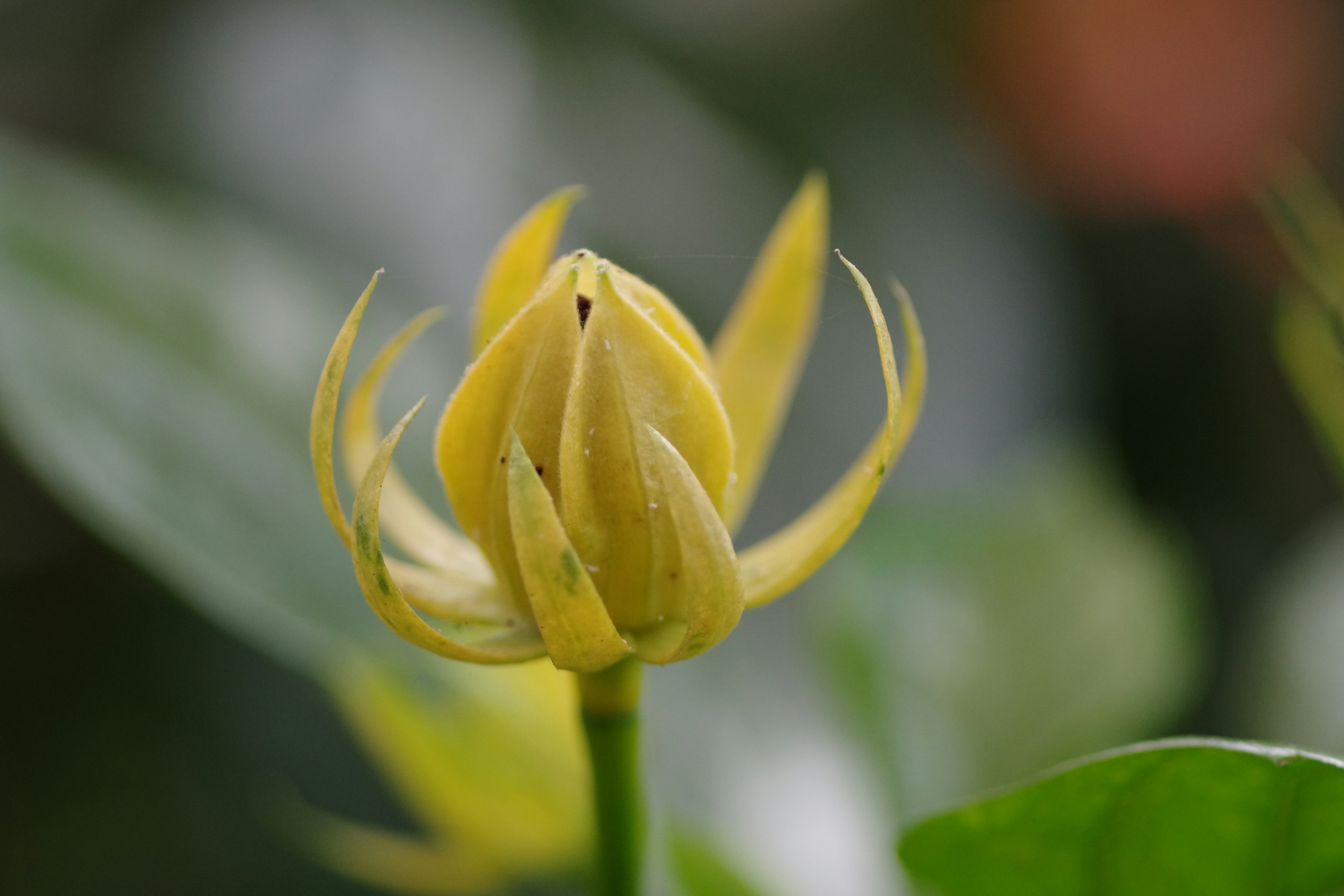 Nearing Bloom: a sunlit yellow bud against a velvet-green blur