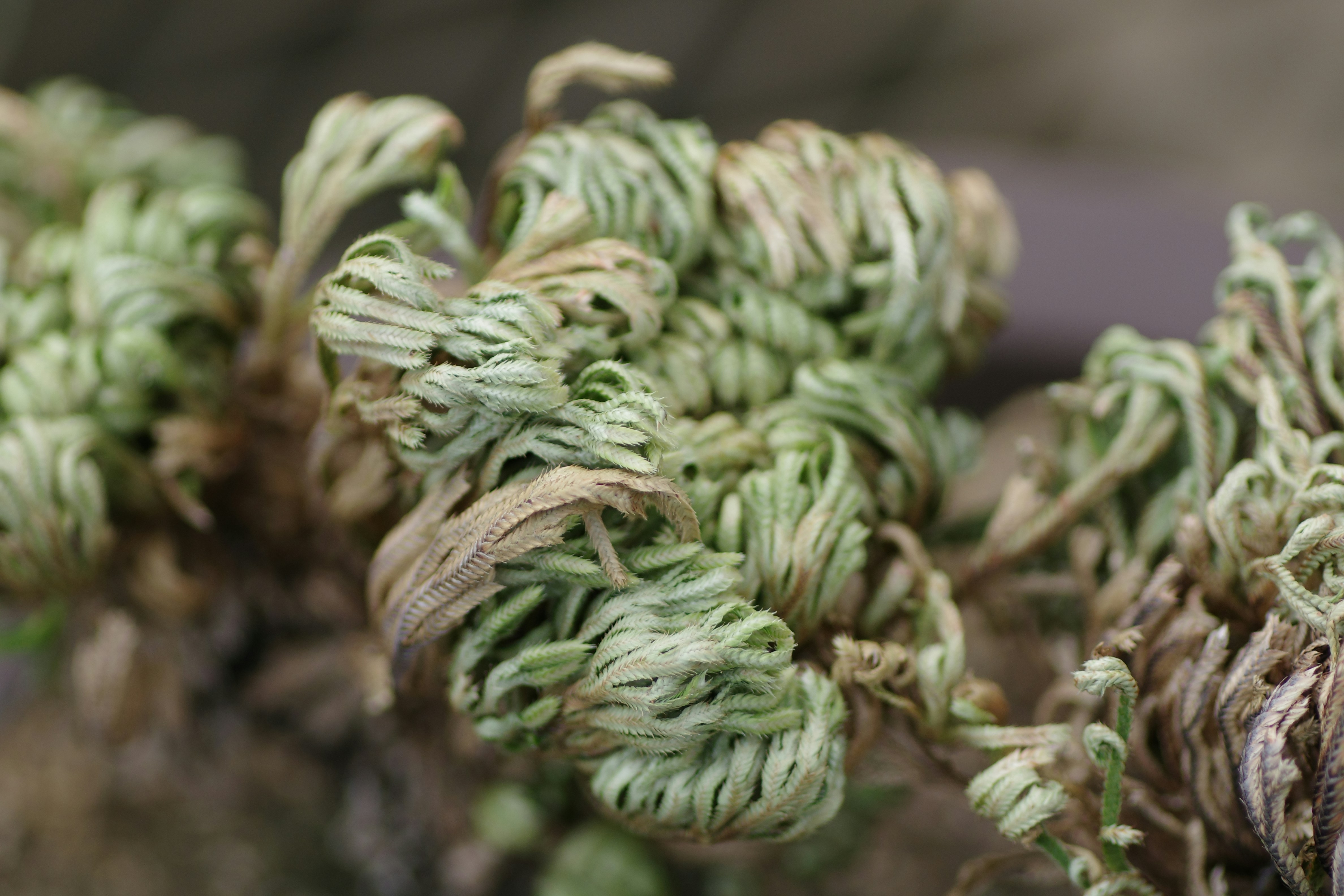 Macro Portrait of Curled Fern Fronds in Muted Greens