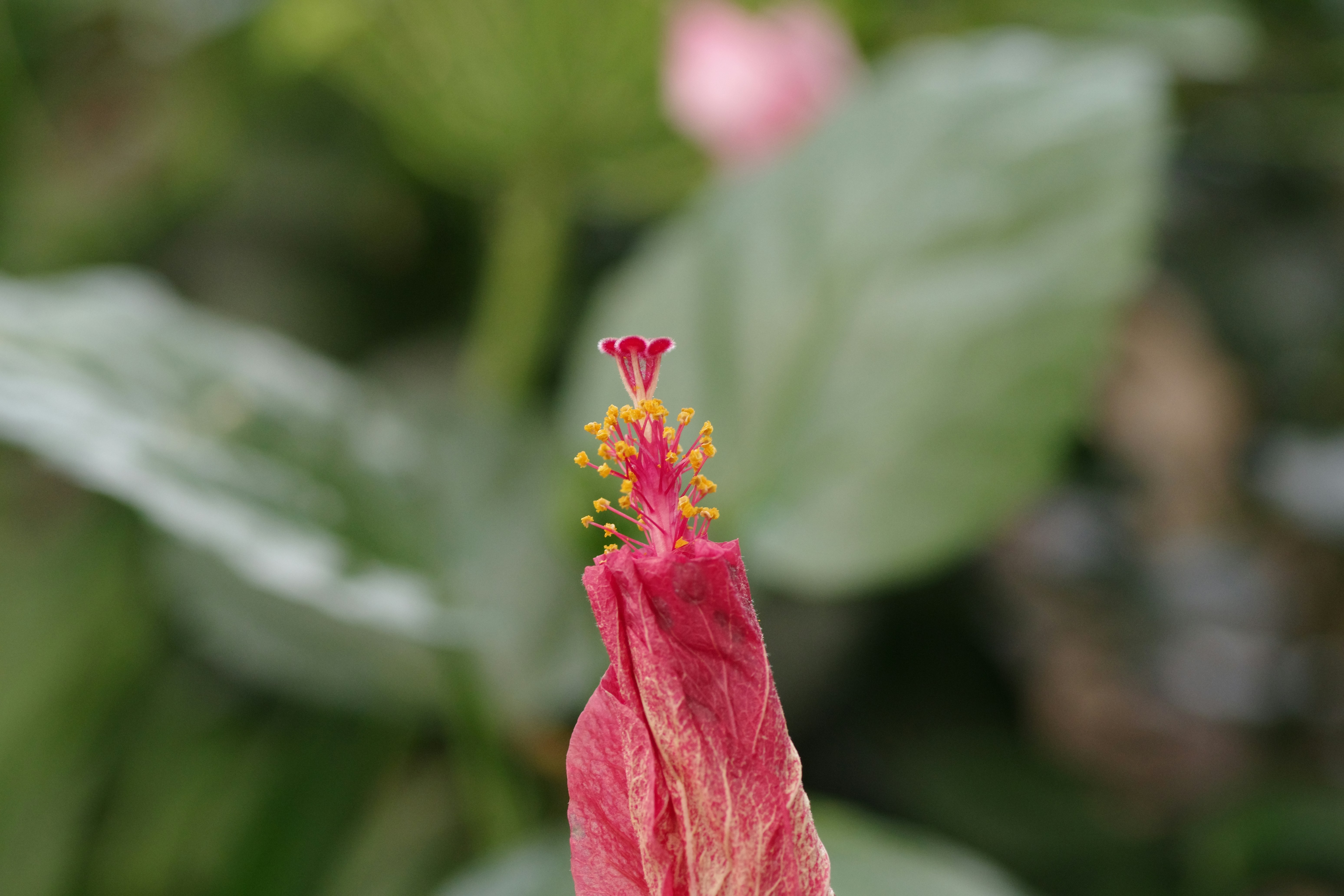 Scarlet Stamen Crown Against Velvet Green Blur