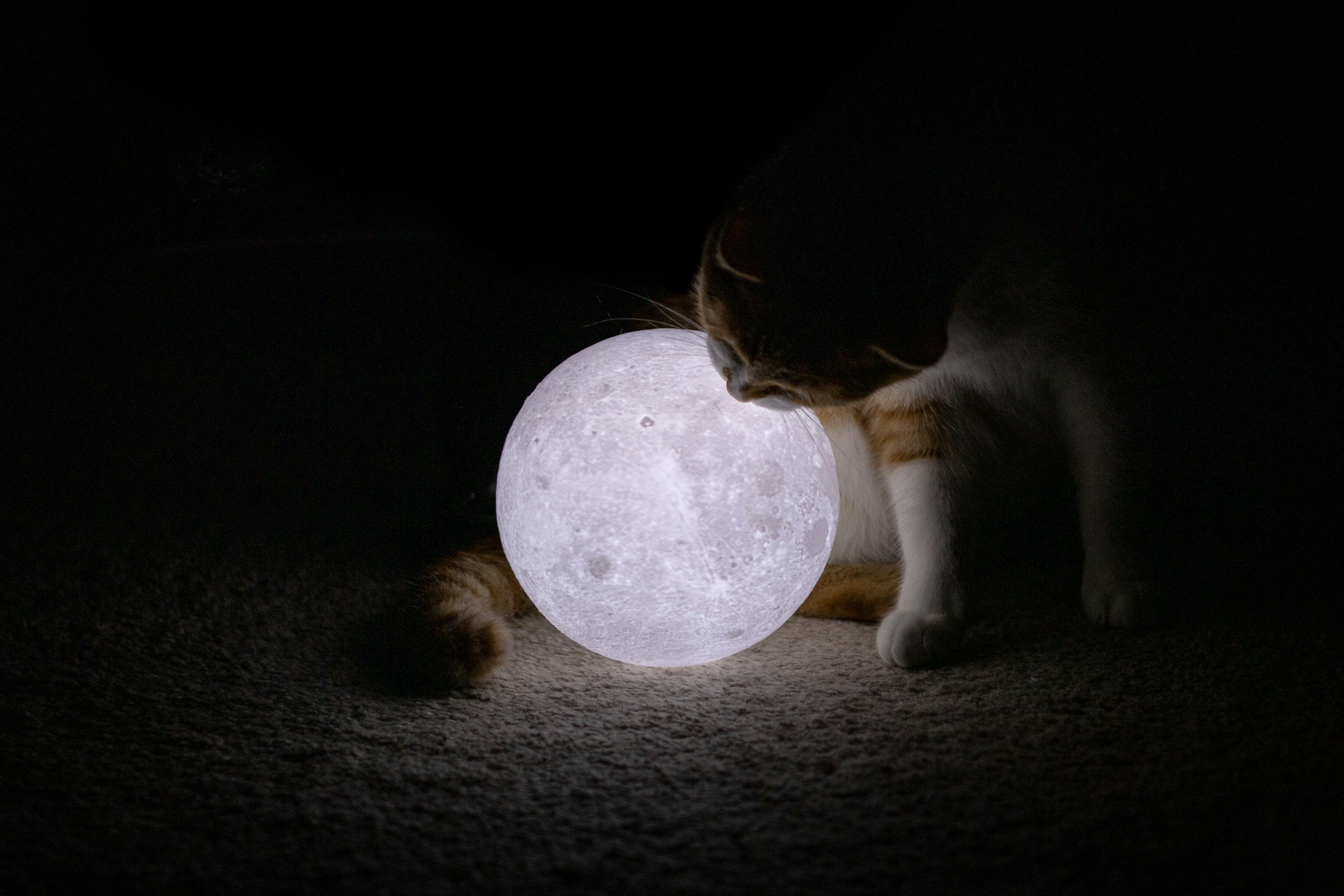 An orange cat curling around a 3D printed moon.