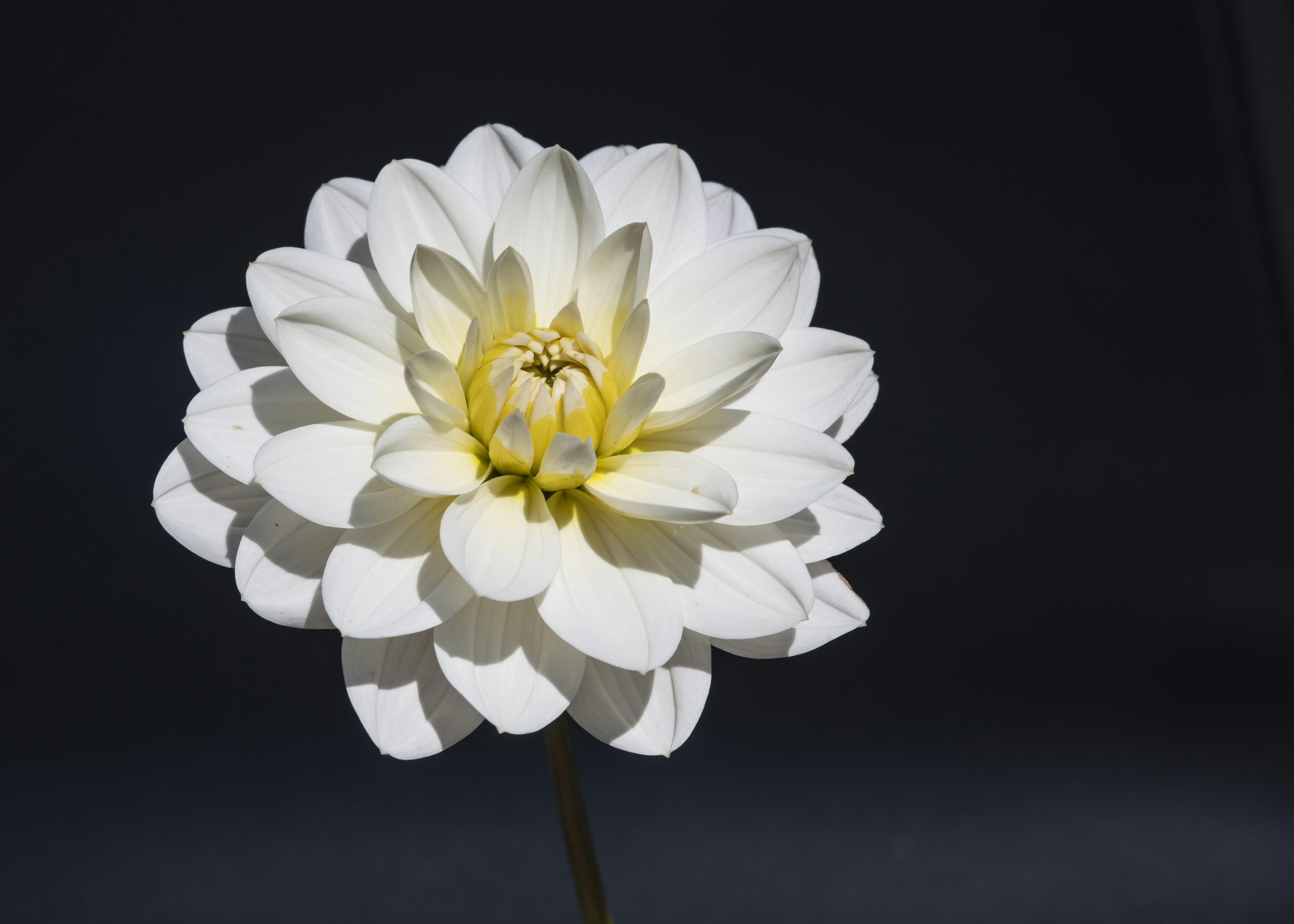 A white flower with a yellow center on a black backgroundWolfgang Weiser