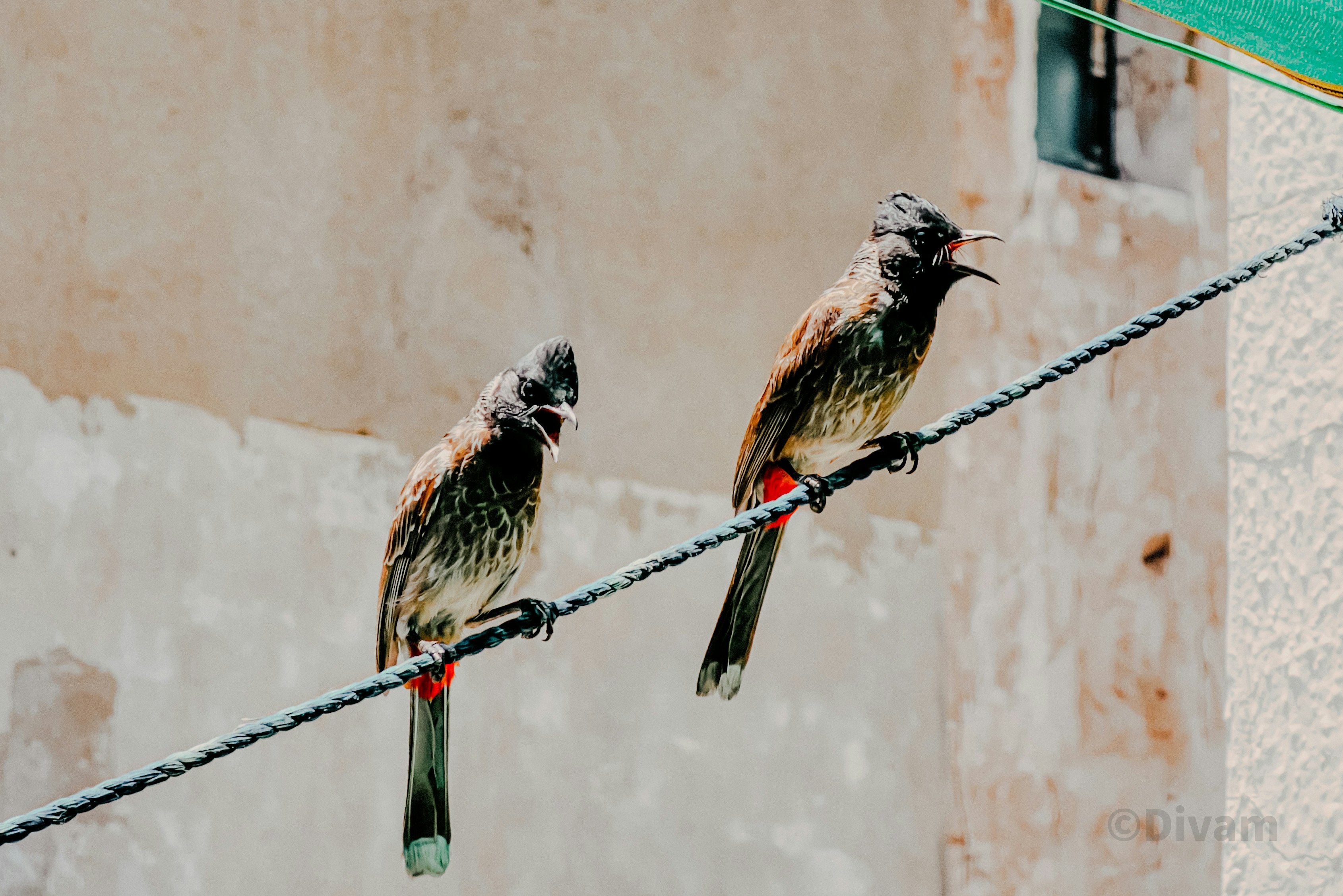 Urban Duet on a Weathered Wire