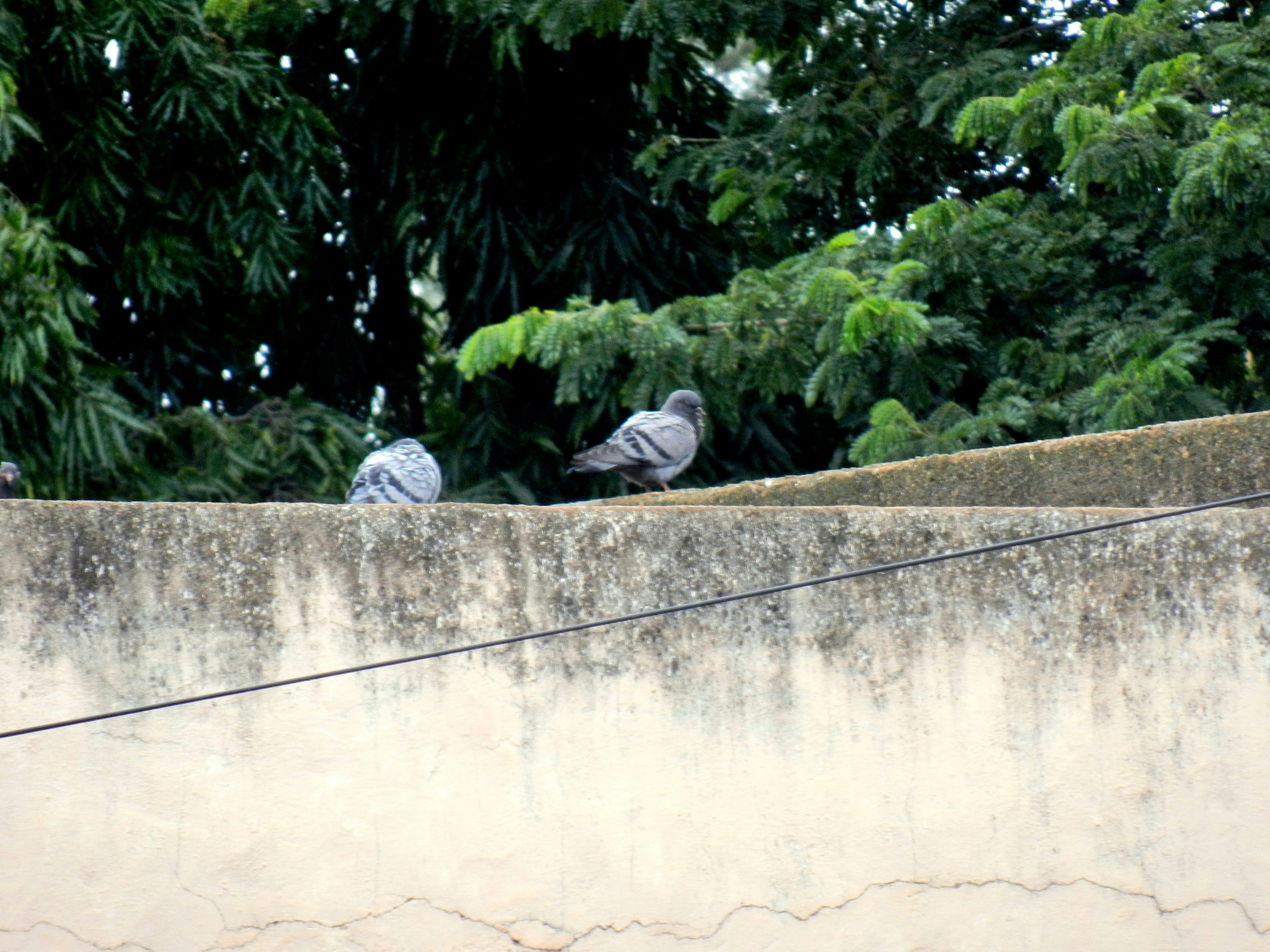 Photo by Muhammed Faizan Hussain with Nikon Coolpix S9100