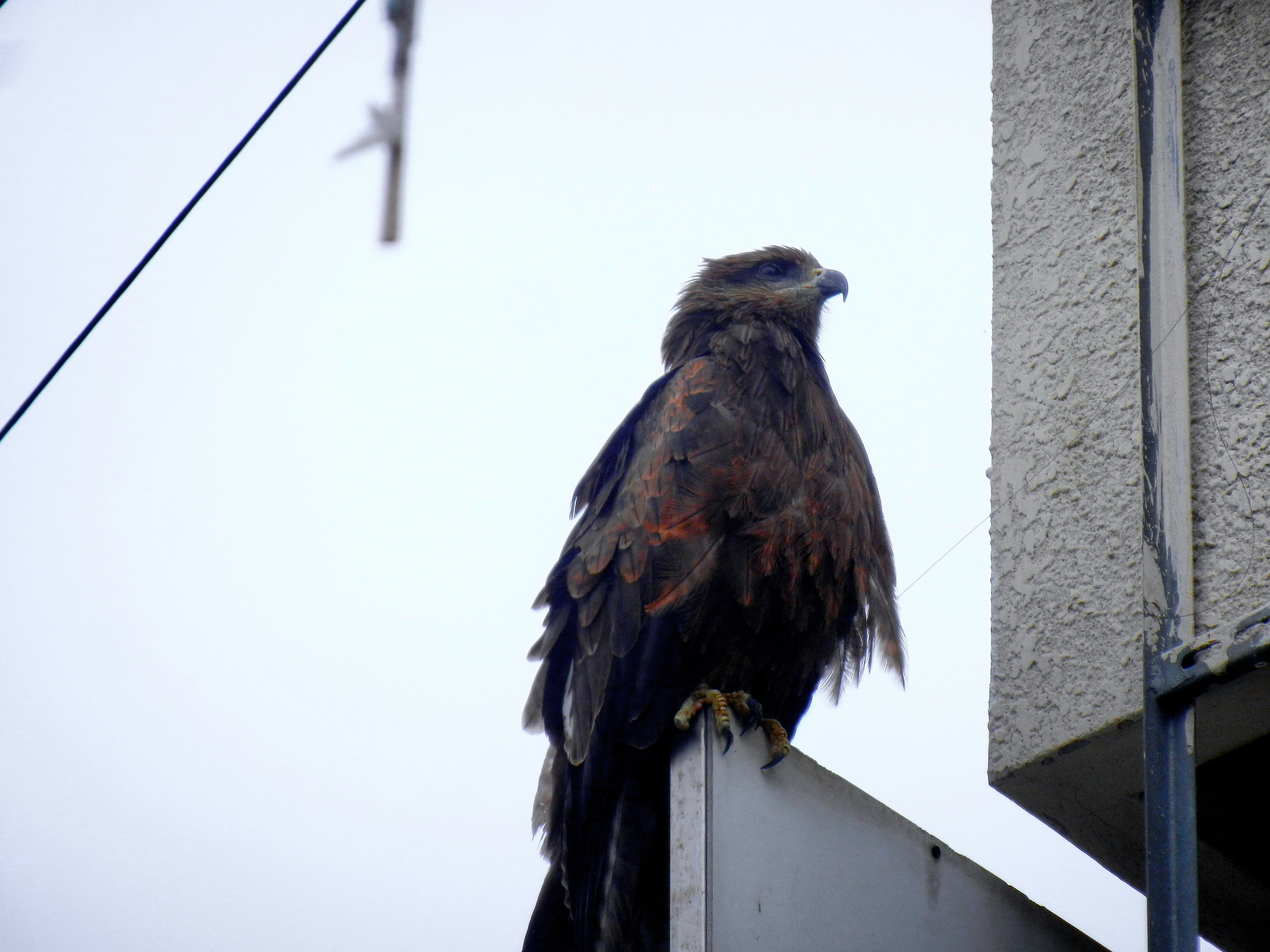 A large bird perched on top of a building photo – Free Building Image ...