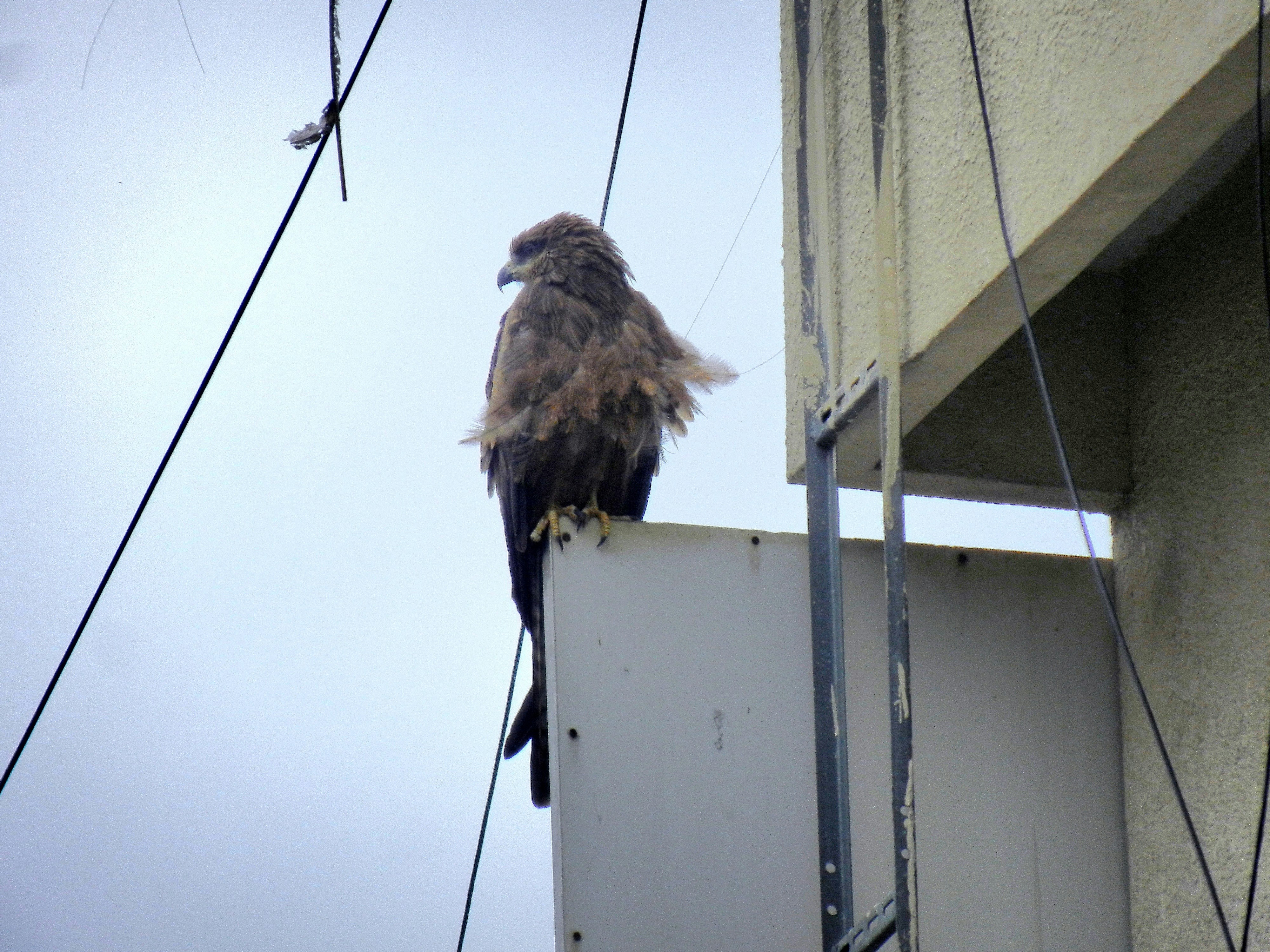 Photo by Muhammed Faizan Hussain with Nikon Coolpix S9100